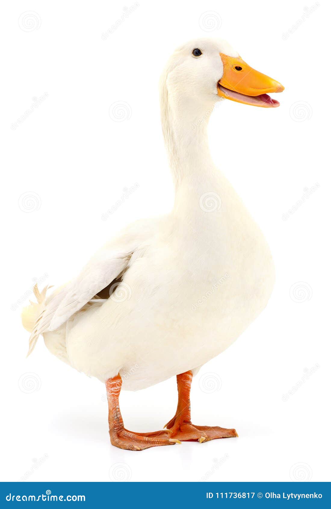 Eend op wit stock afbeelding. Image of één, achtergrond - 111736817