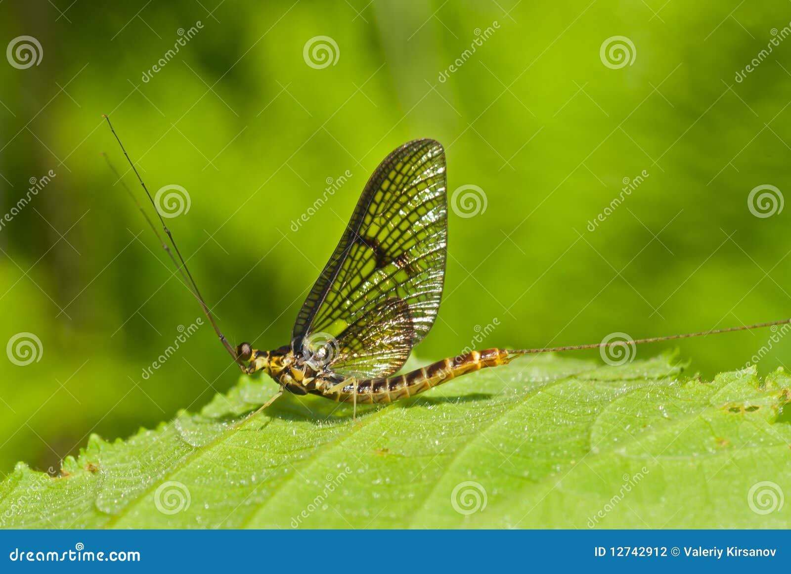 Eendagsvlieg (Ephemeroptera) 2 Stock Foto - Image of gras, gevoelig ...