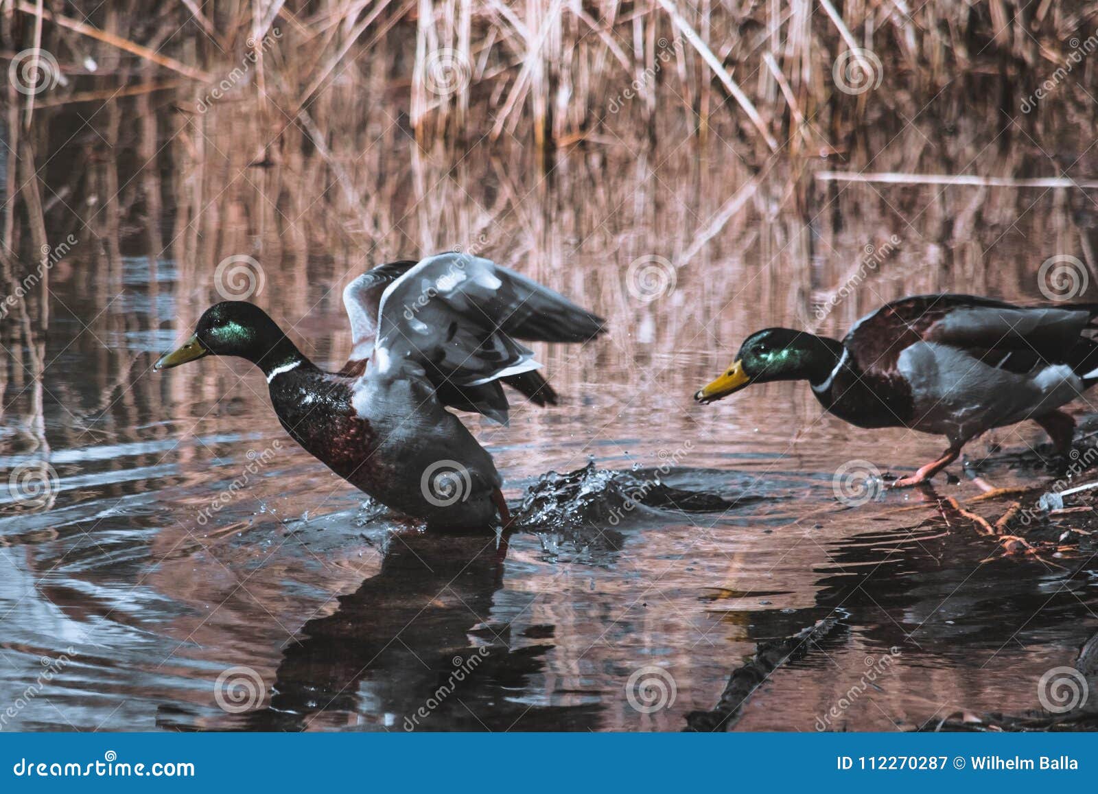 Eenden stock afbeelding. Image of dieren, meer, vogels - 112270287