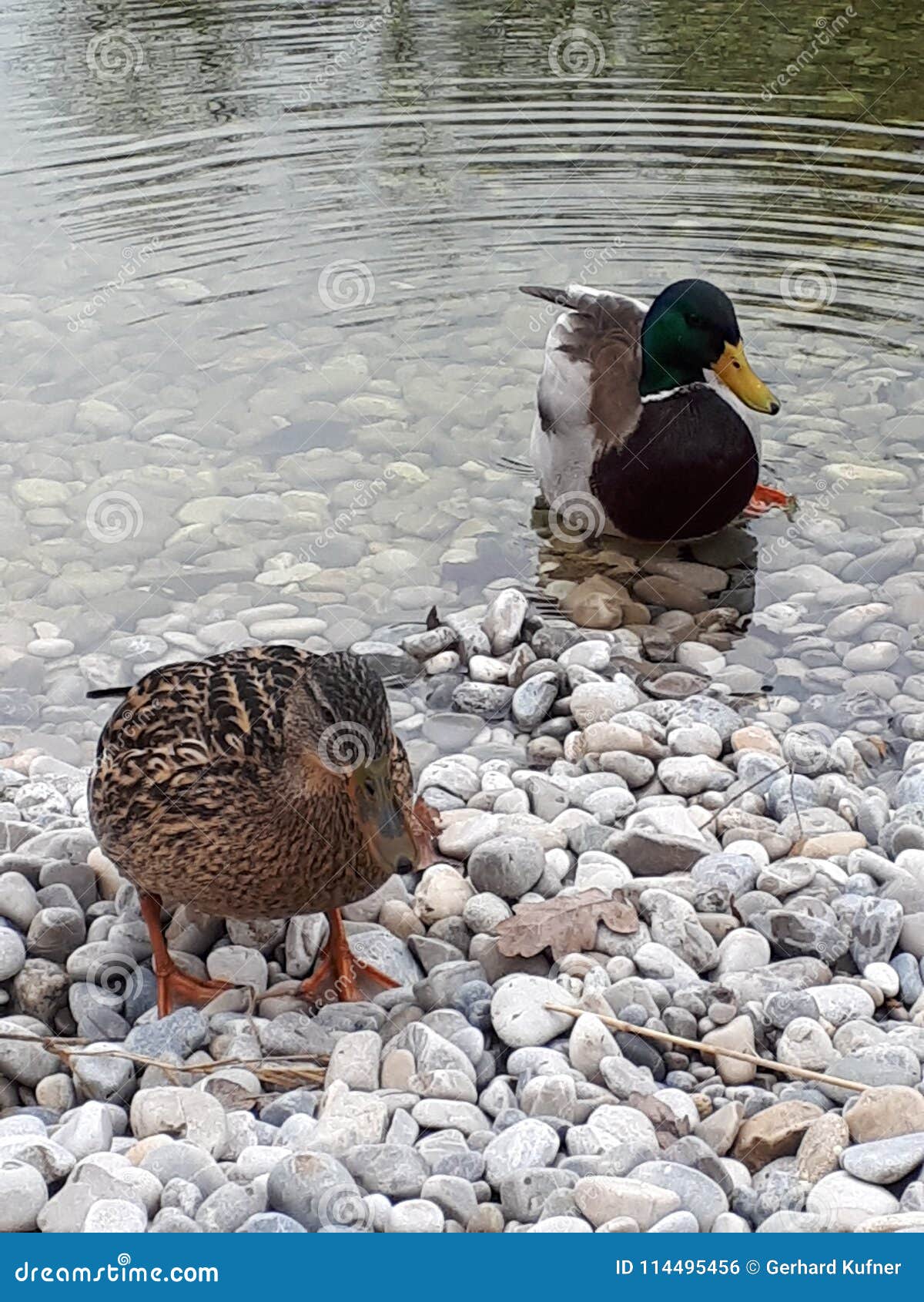 Eenden stock foto. Image of eenden, dieren, rivier, fotografie - 114495456
