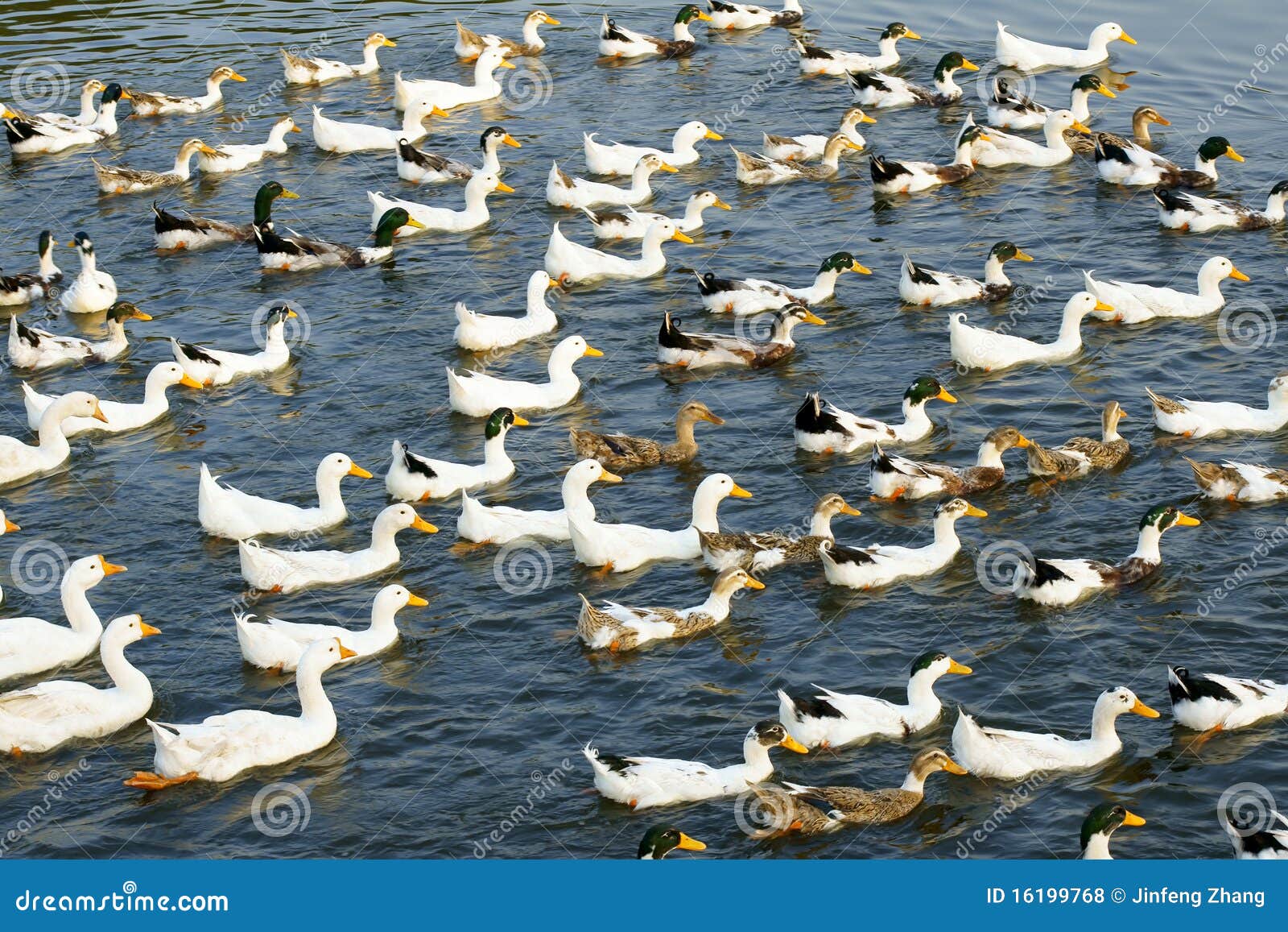 Eenden stock foto. Image of water, groep, vogel, eend - 16199768