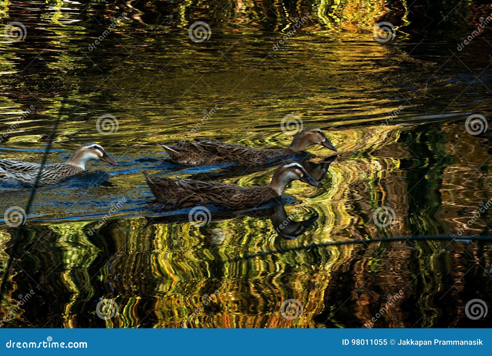 Eenden in Groene Meerparken Stock Afbeelding - Image of kunming ...