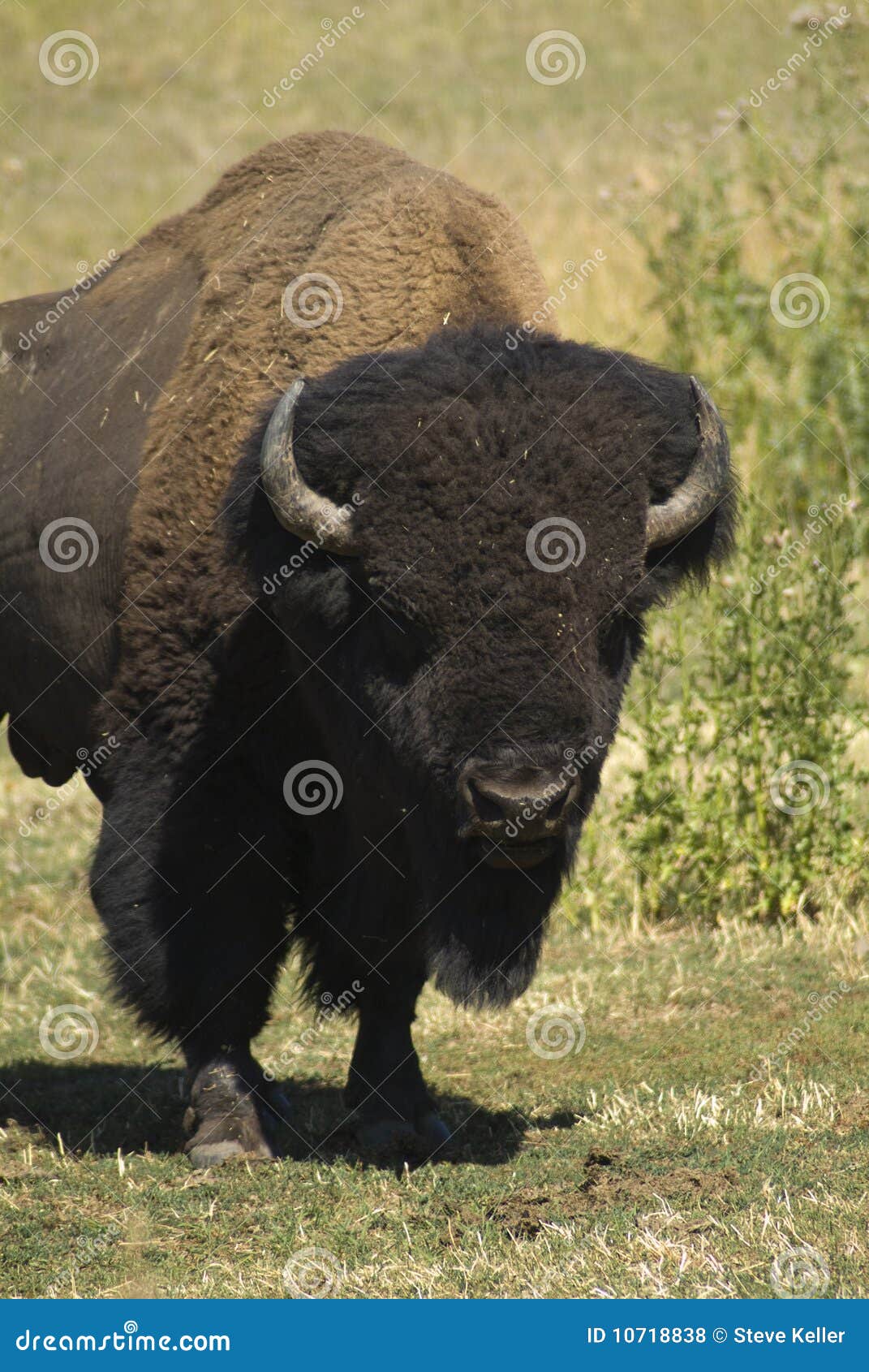 Eenzame Bizon stock foto. Image of hoofd, last, enorm - 10718838