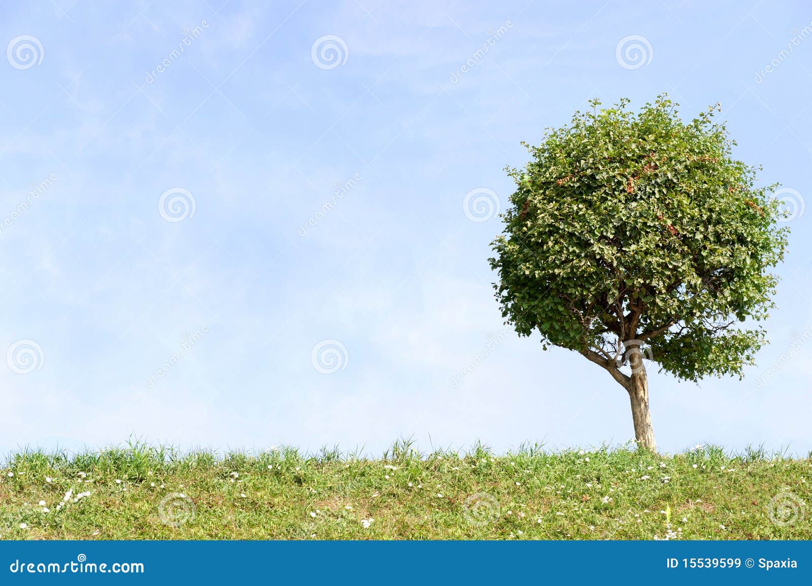 Eenzame boom stock afbeelding. Image of achtergrond, groot - 15539599