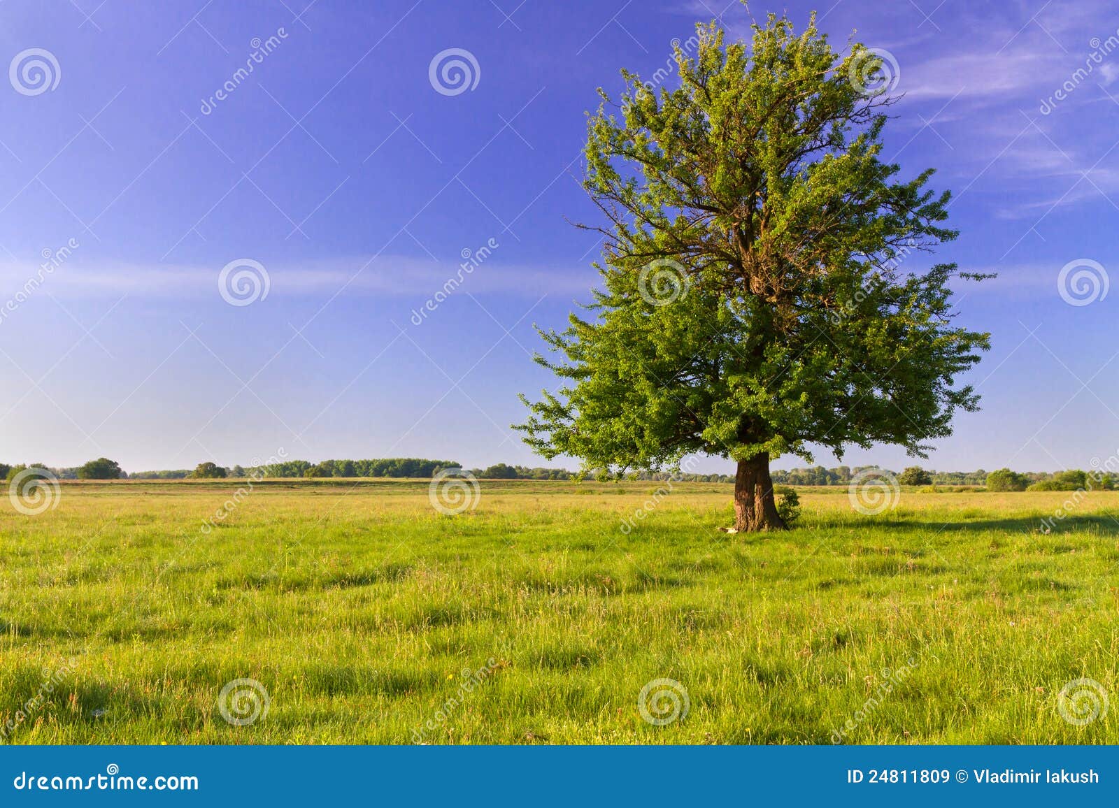 Eenzame boom stock afbeelding. Image of zonnig, seizoen - 24811809
