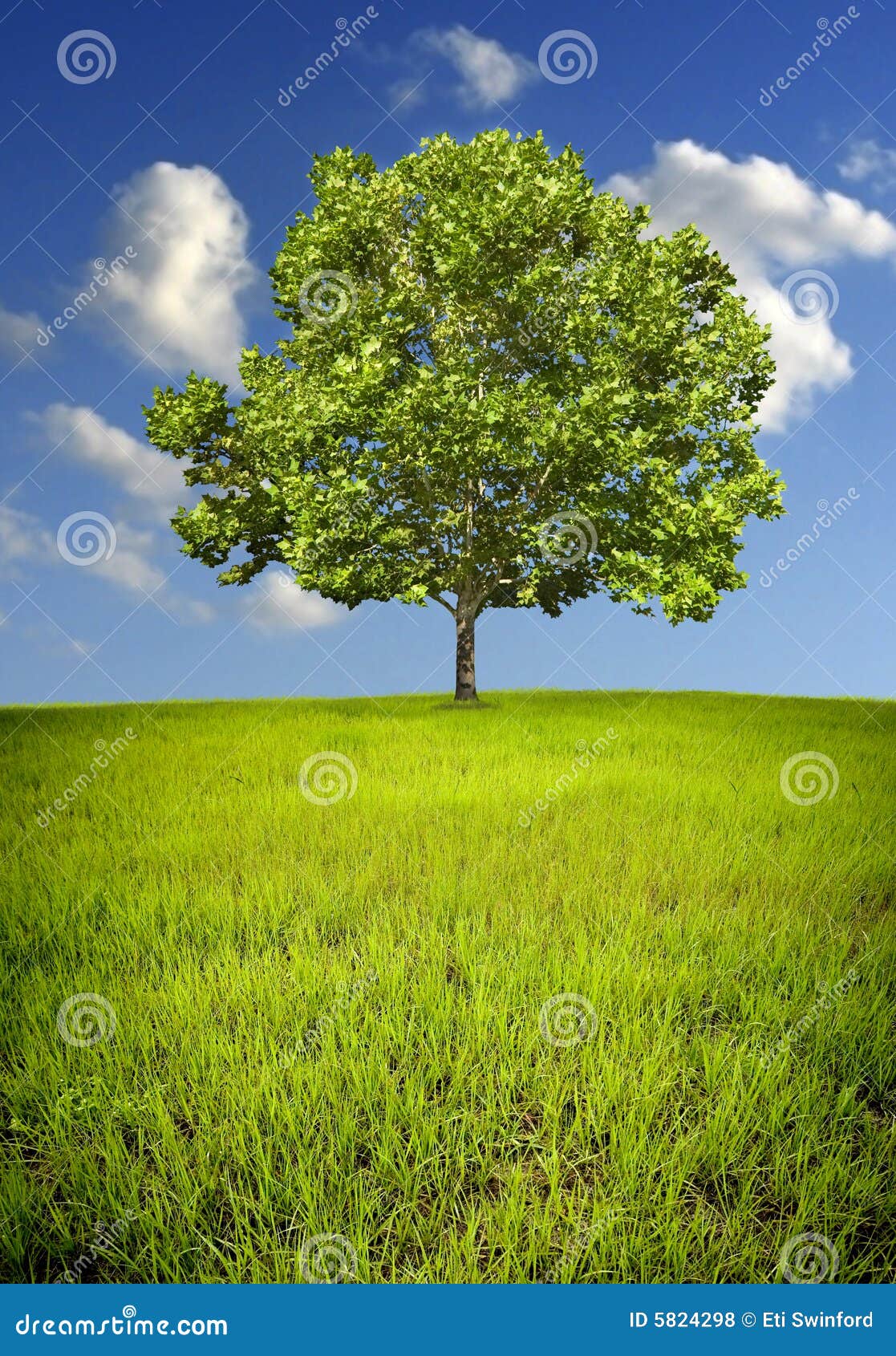 Eenzame boom stock foto. Afbeelding bestaande uit groen - 5824298