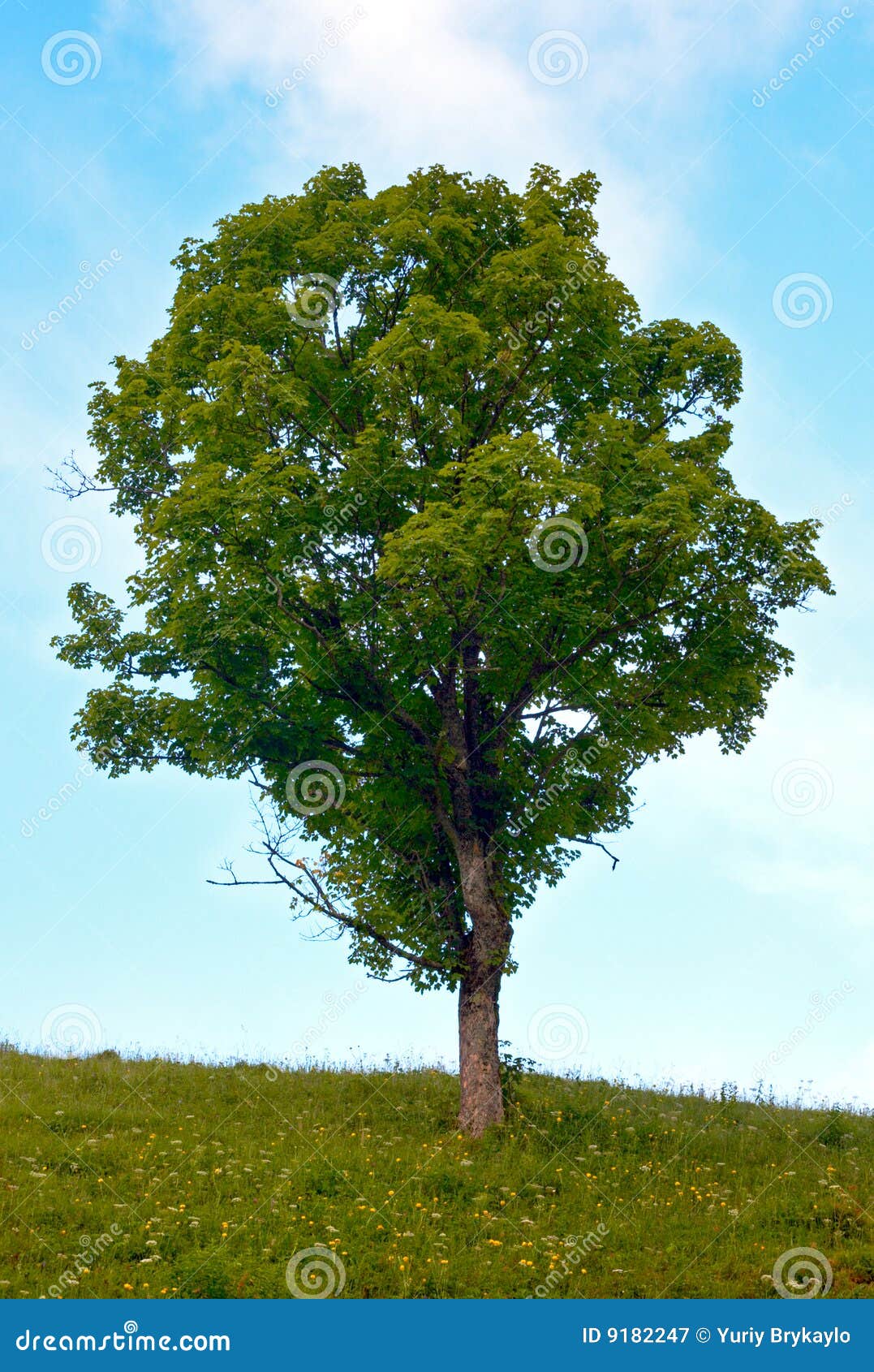 Eenzame boom stock afbeelding. Image of land, oekraïne - 9182247