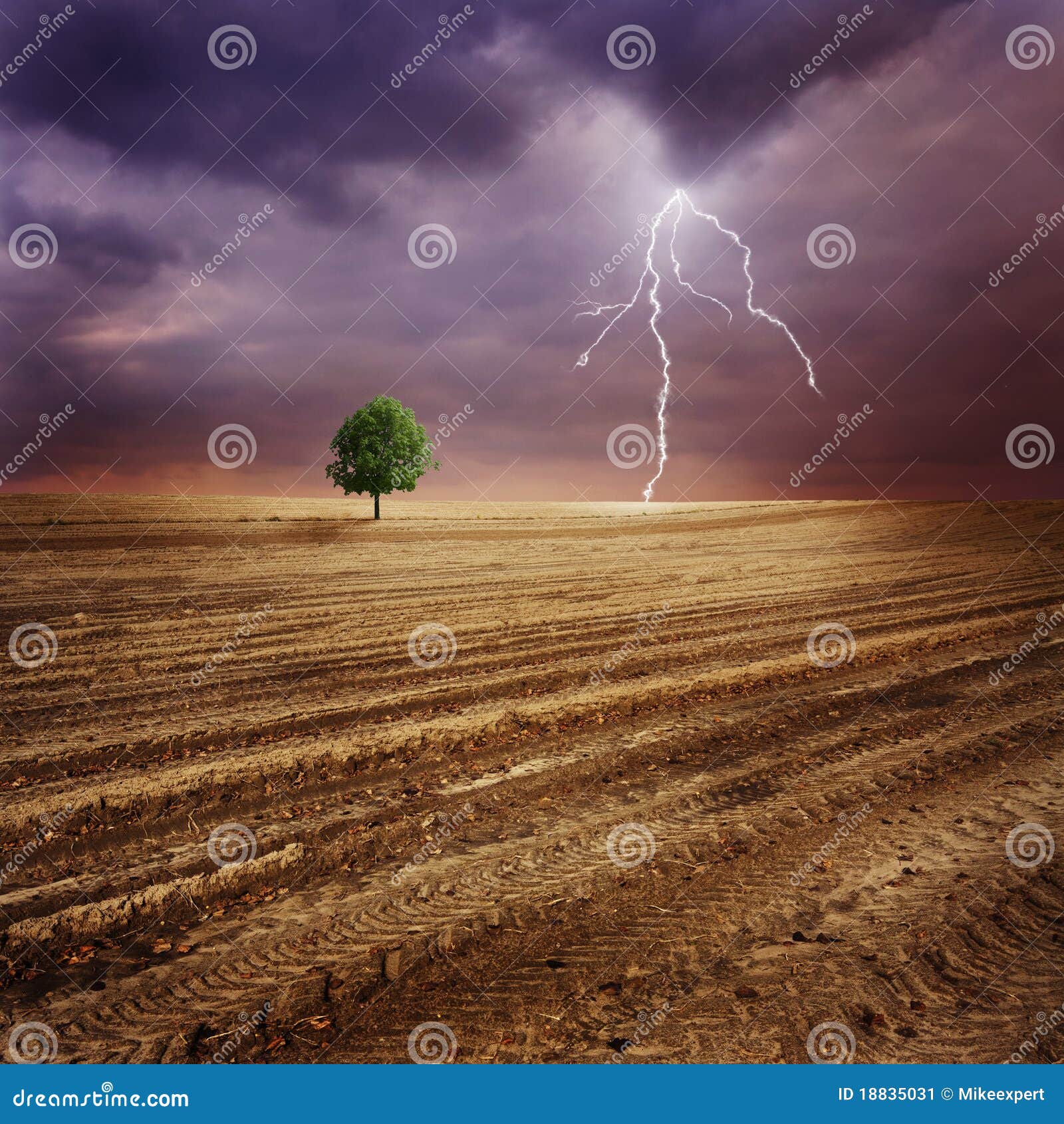 Eenzame boom en bliksem stock afbeelding. Image of eenzaam - 18835031