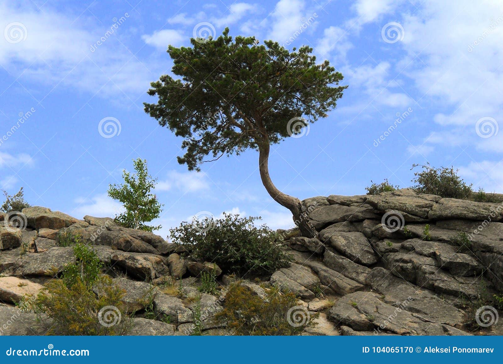 Eenzame Boom En Struik Op De Rots Stock Foto - Image of groen, isolatie ...