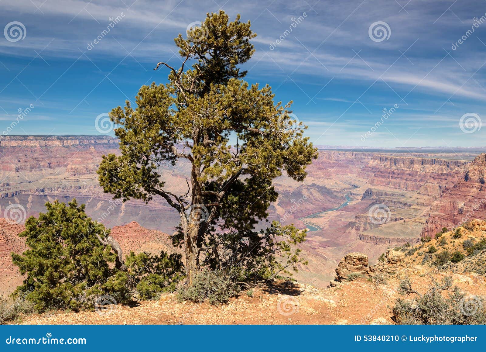 Eenzame Boom in Grand Canyon Stock Foto - Image of panorama, rente ...