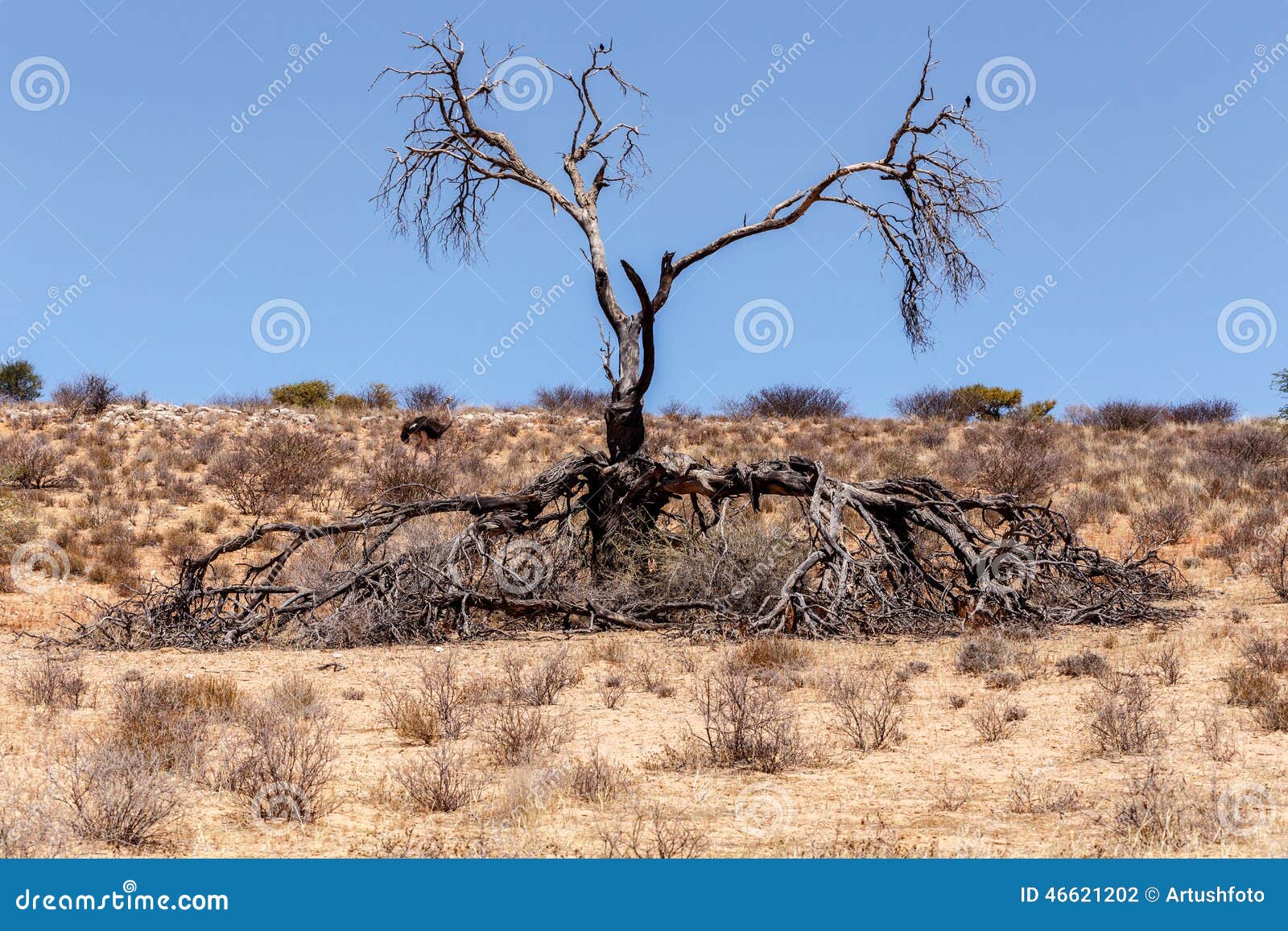 Eenzame Dode Boom in Een Dor Landschap Stock Foto - Image of park ...