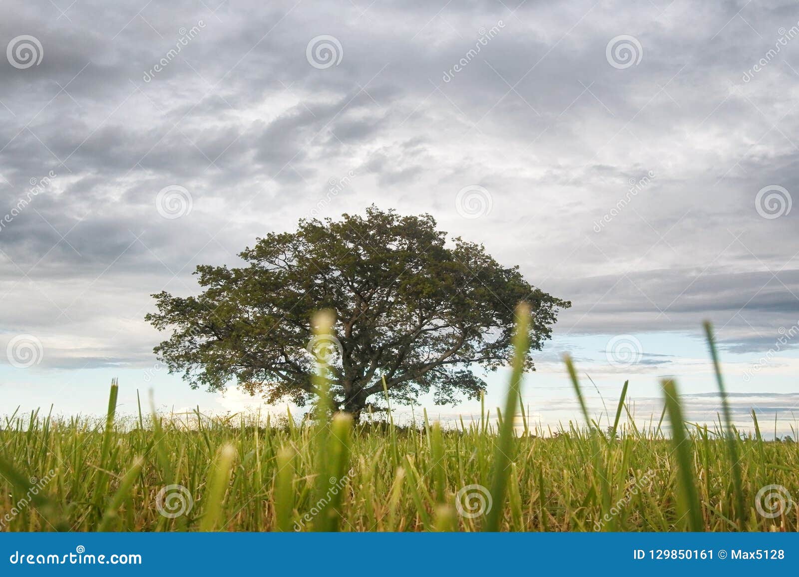 Eenzame Harmonische Boom (het Uitspreiden Eik) Op Hellend Gebied Stock ...
