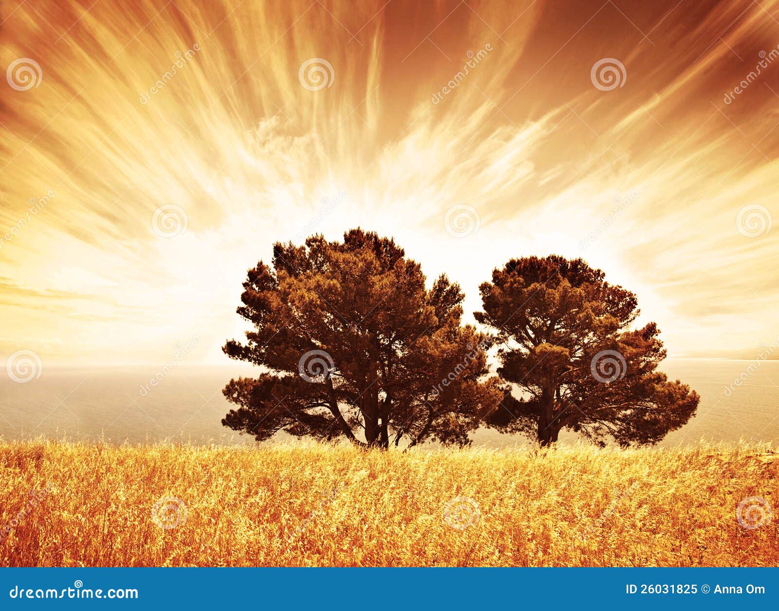 Eenzame oude bomen stock afbeelding. Image of afrika - 26031825