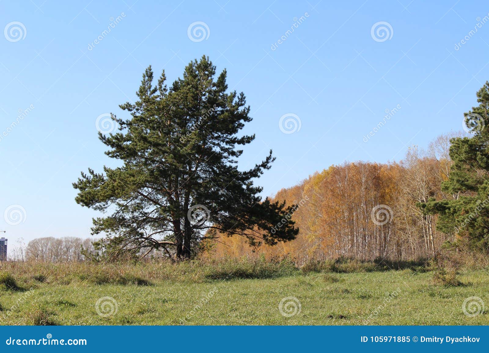 Eenzame Sparren stock afbeelding. Image of eenzaam, sparren - 105971885