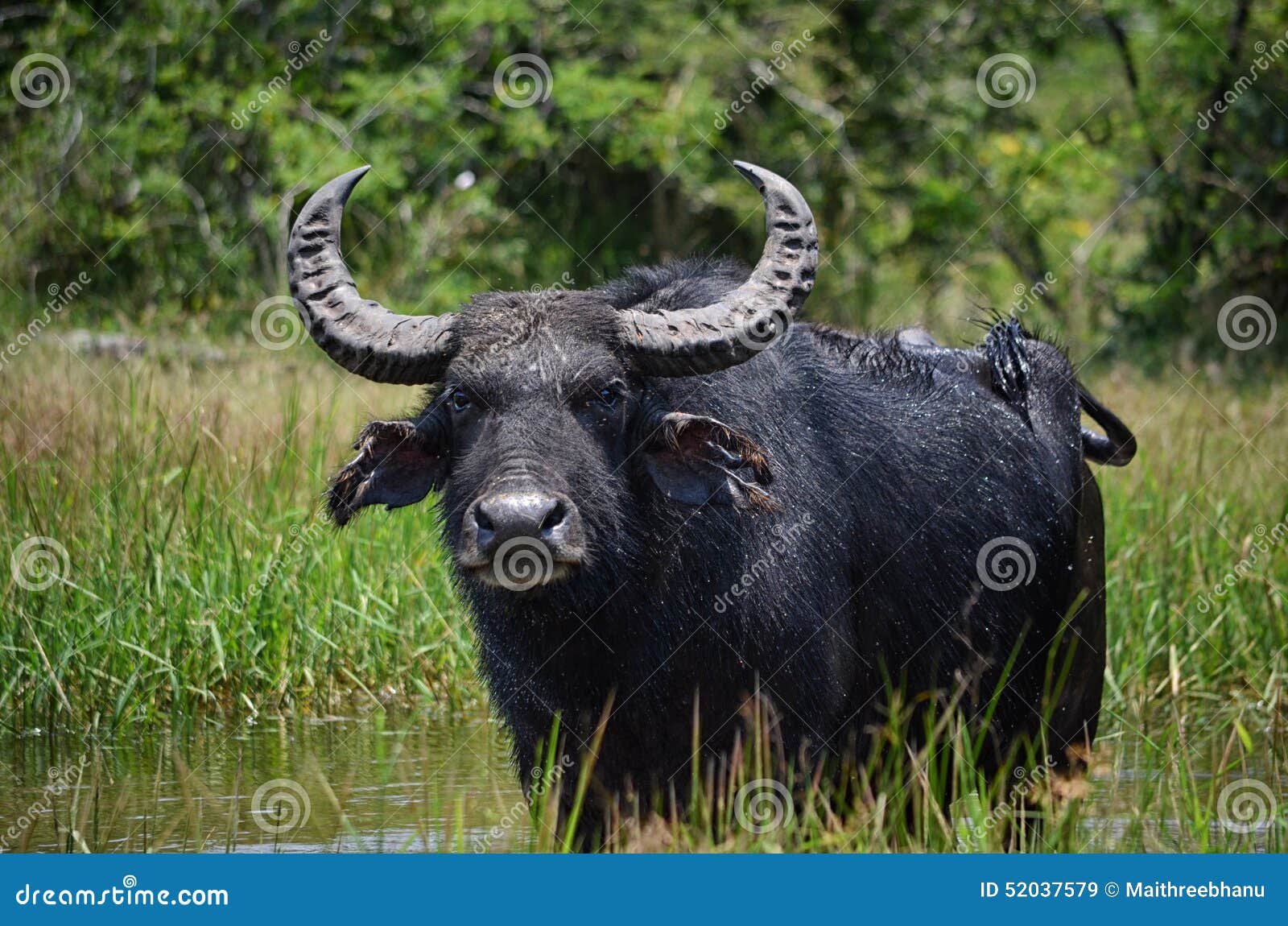 Eenzame wilde waterbuffel stock afbeelding. Image of tegenstrijdig ...