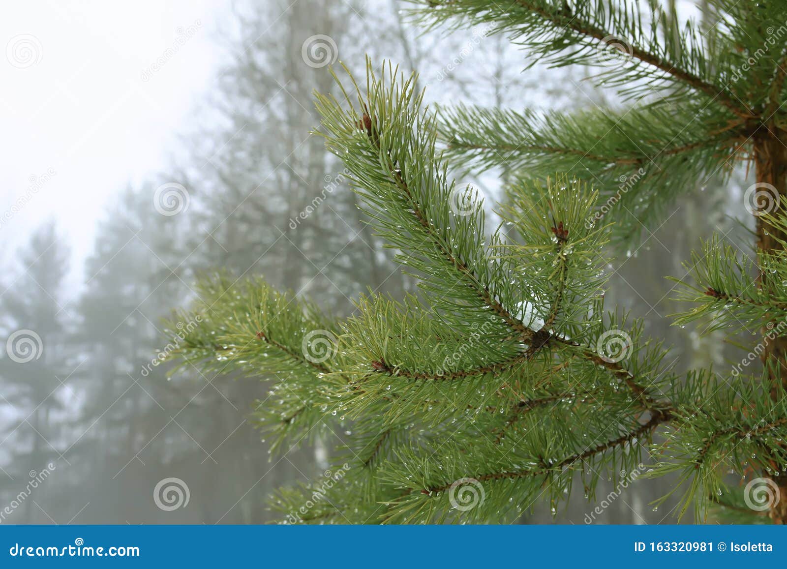 Eergreen Pine Tree Branches Stock Image - Image of xmas, decoration ...