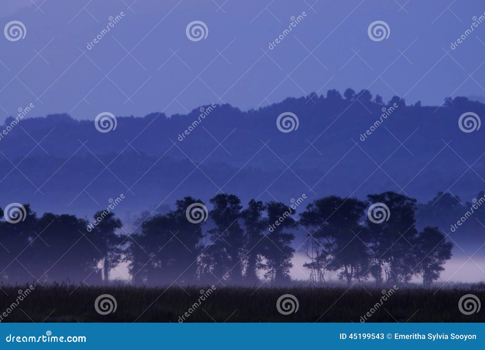 Eerie feeling stock image. Image of enchanted, branch - 45199543