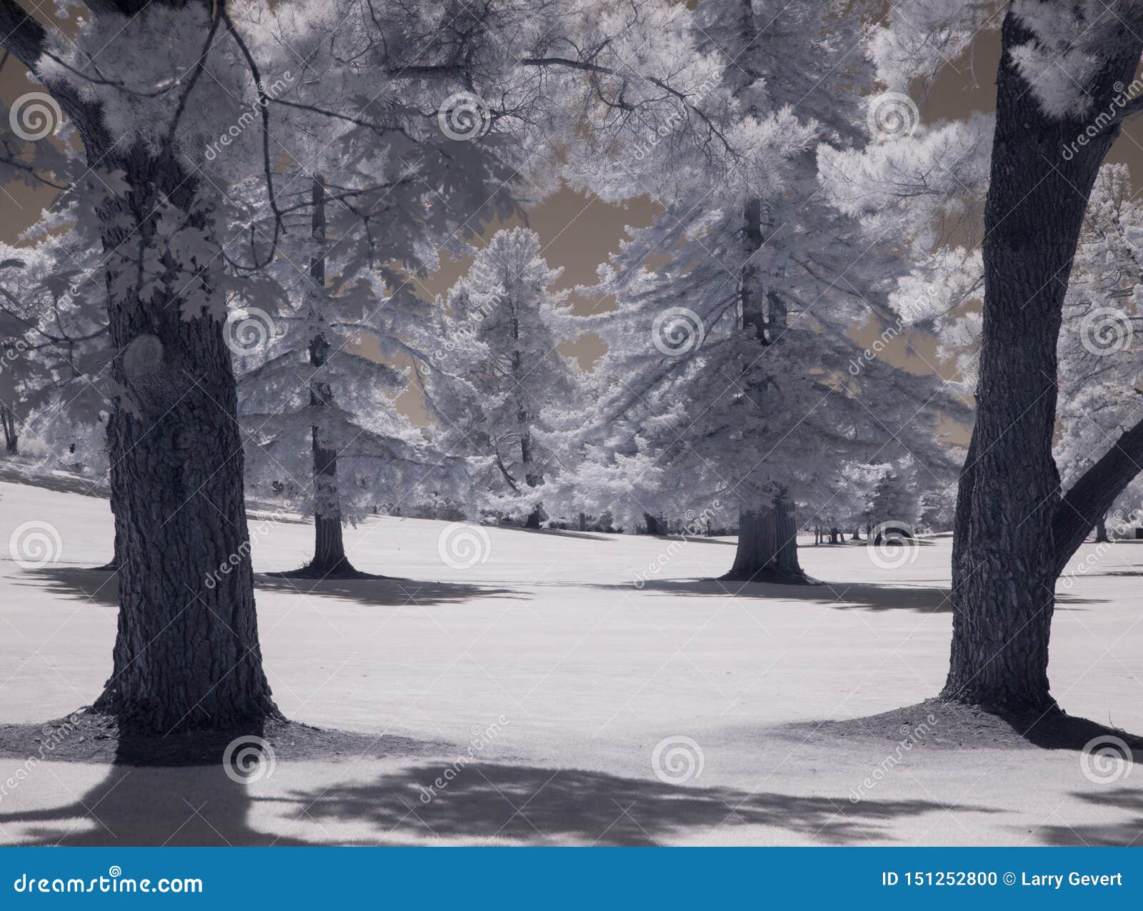 Eerie Infrared Image, Golf Course Stock Photo - Image of haunted, dark ...