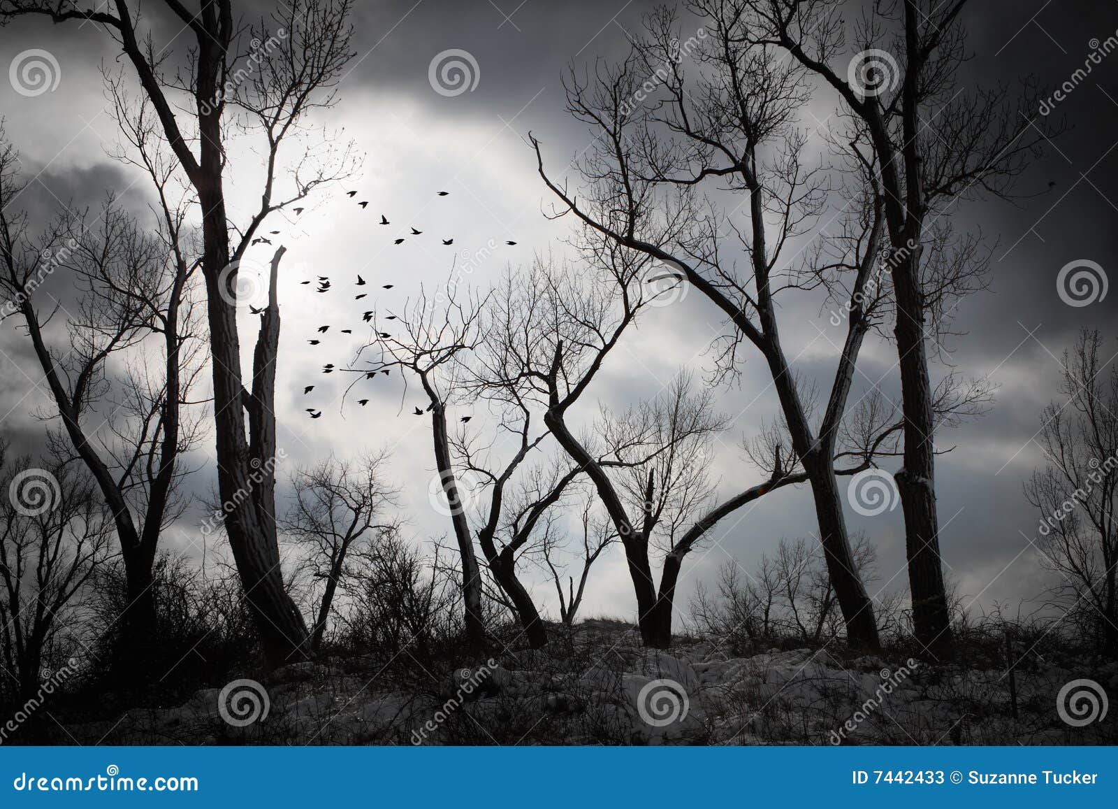 An eerie night stock image. Image of bare, flock, moonlight - 7442433