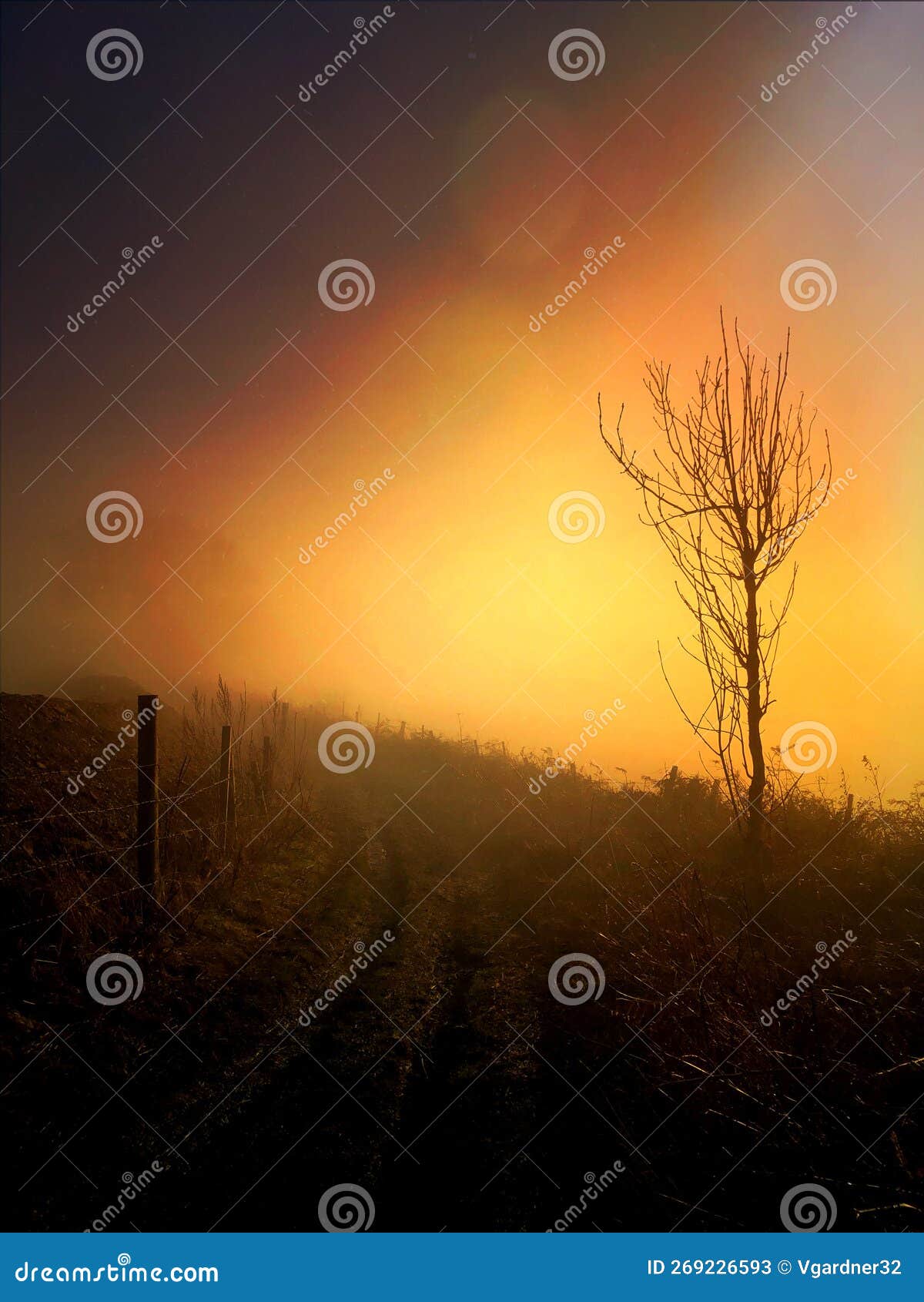 Eerie Path on a Country Walk Way Stock Image - Image of pathway, tree ...