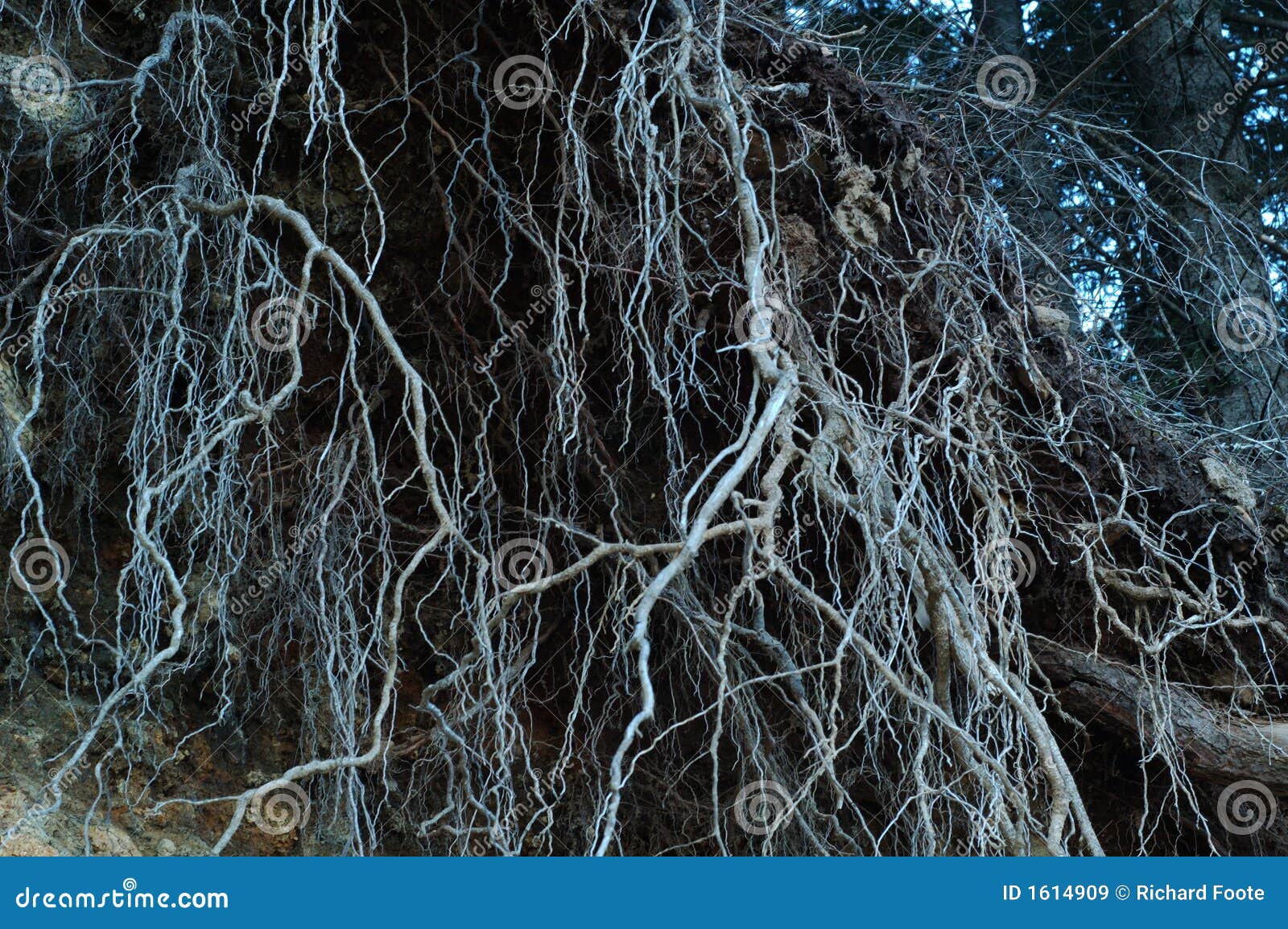 Eerie Roots stock image. Image of parts, hiking, messy - 1614909