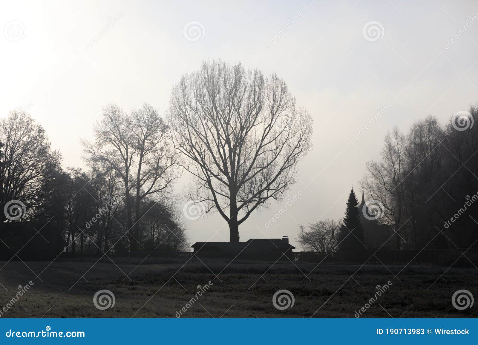 Eerie Scenery Of Misty Mountains With Tall Trees Stock Image ...