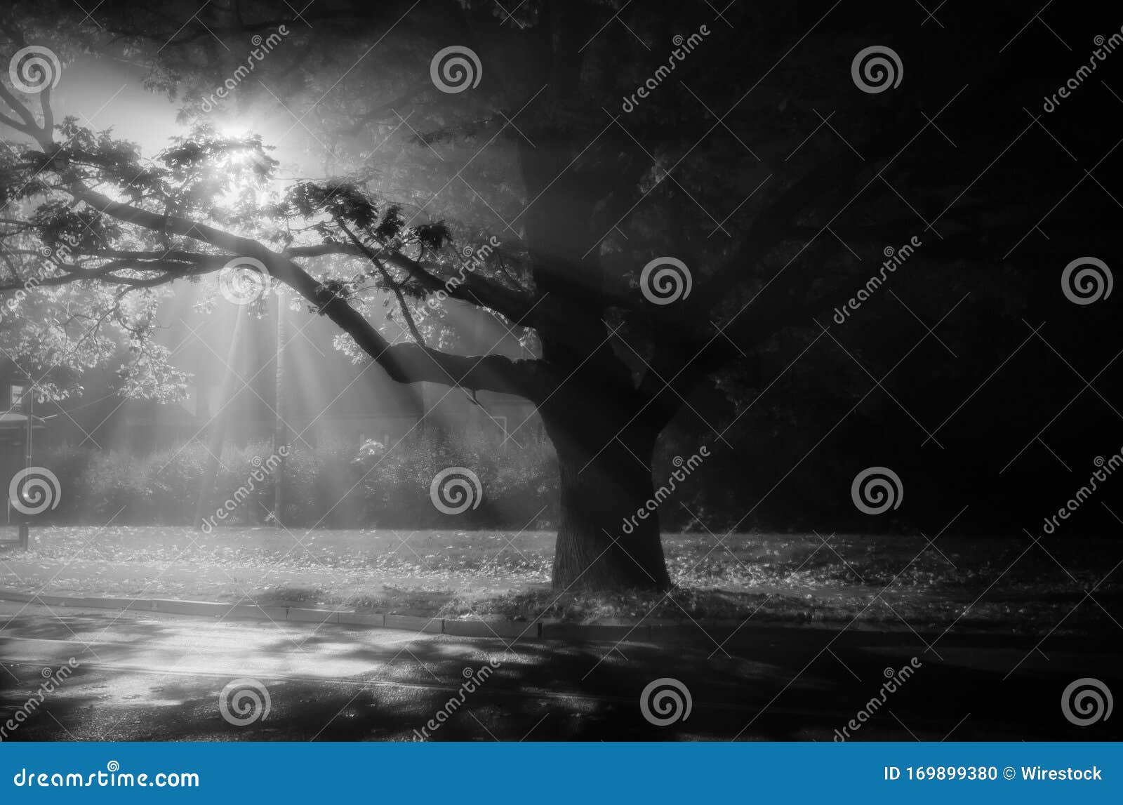 Eerie Scenery of a Single Creepy Large Tree Outdoors with the Sun Rays ...