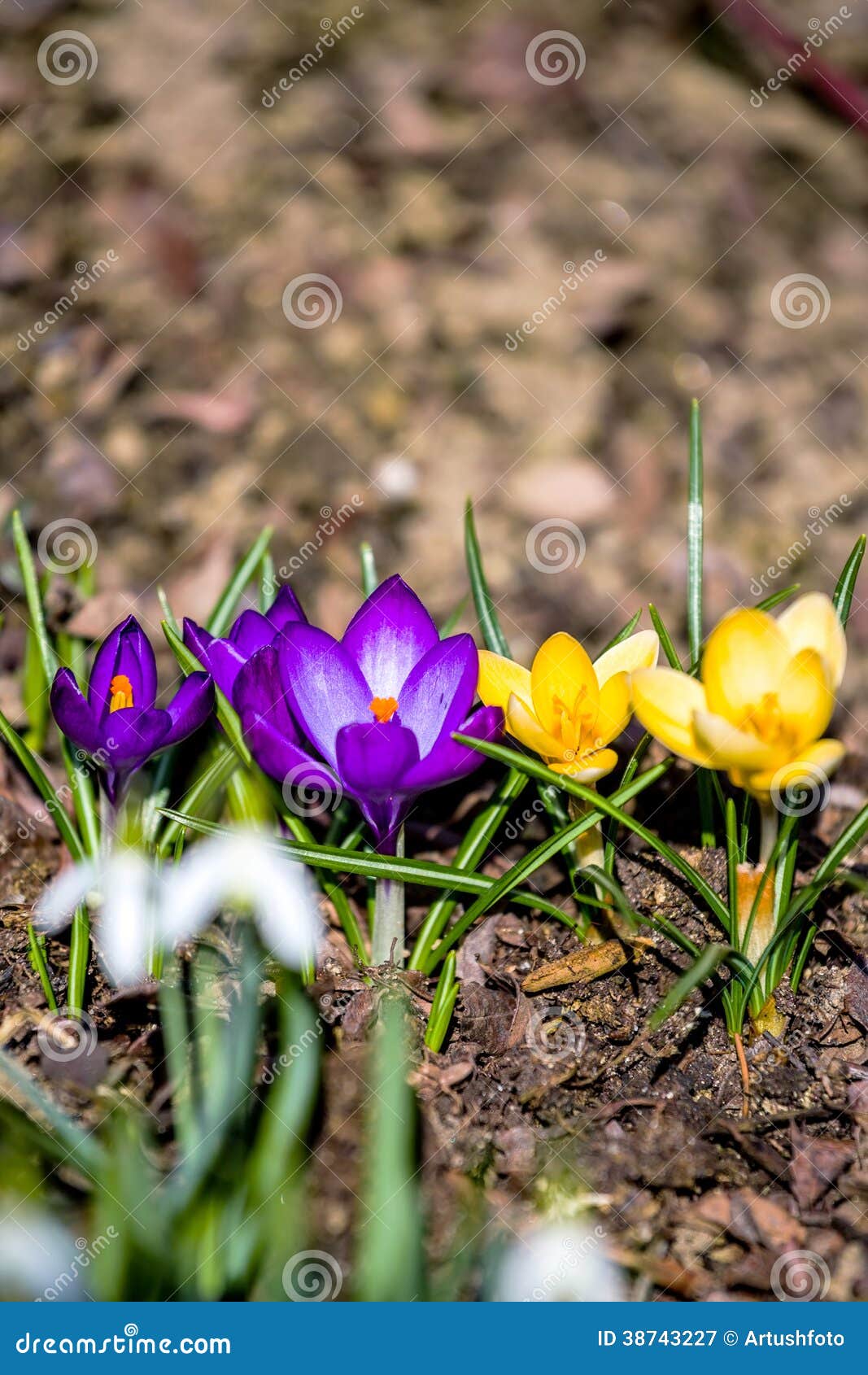 Eerste De Lentebloemen in Tuin Stock Afbeelding - Image of kleurrijk ...
