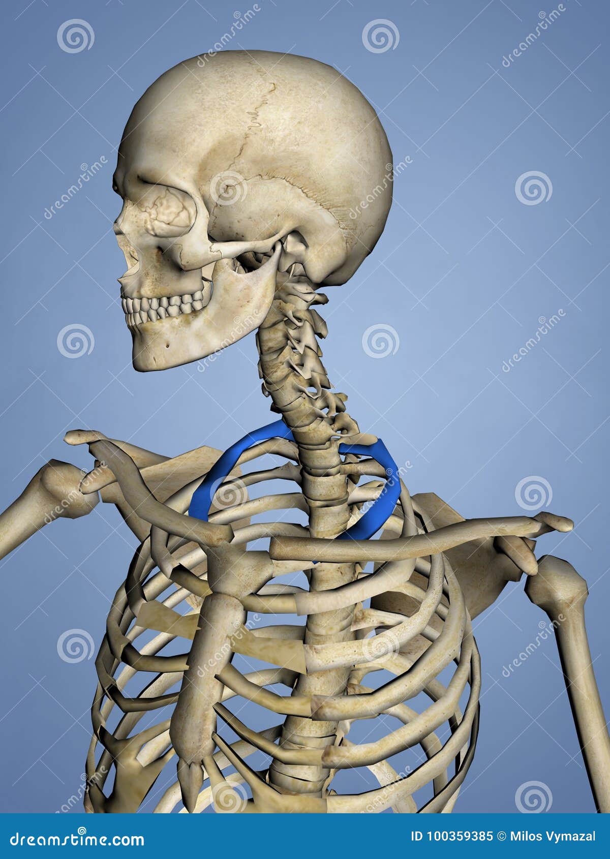 Eerste Rib, Rib Cage, 3D Model Stock Illustratie - Illustration of ...