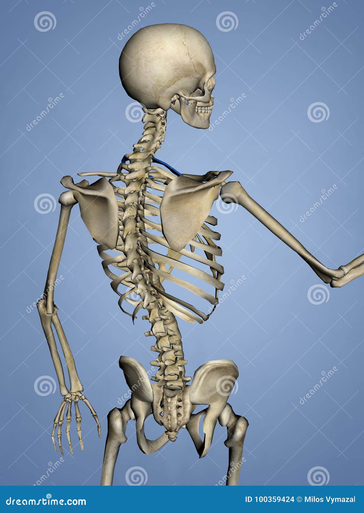 Eerste Rib, Rib Cage, 3D Model Stock Illustratie - Illustration of ...