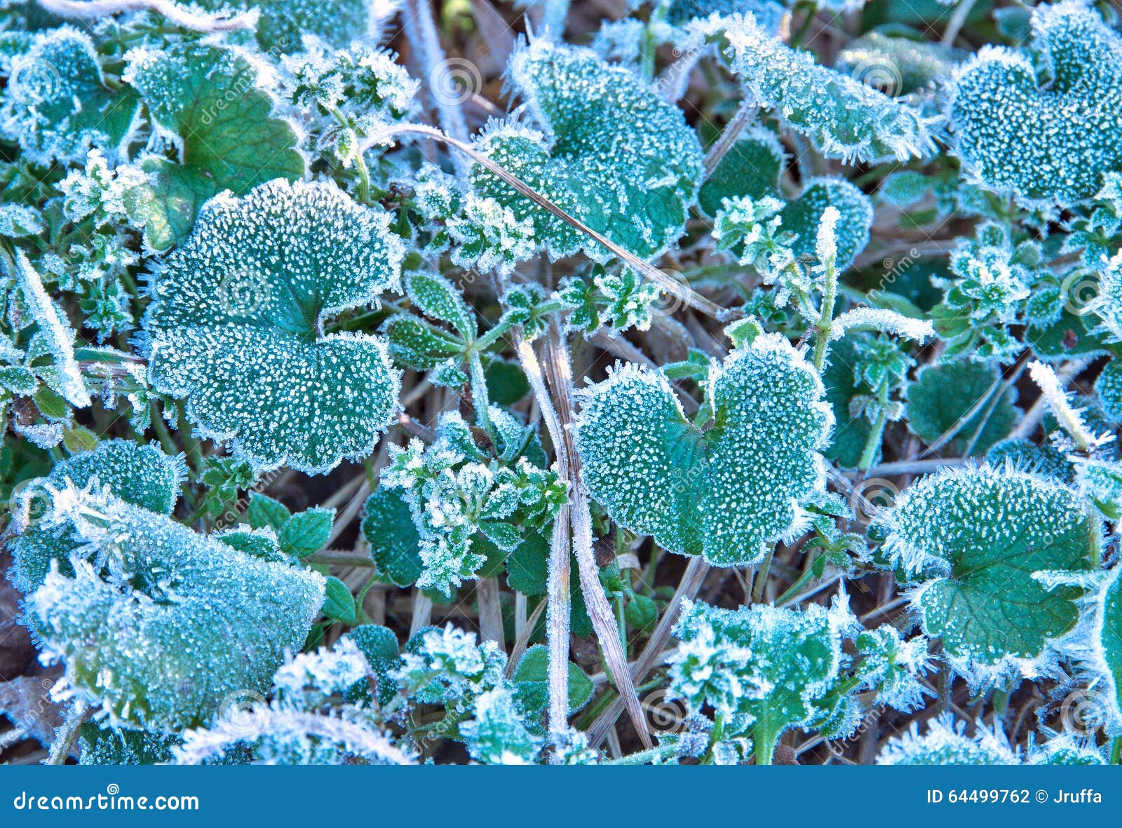 Eerste vorst stock foto. Image of vorst, deklaag, vegetatie - 64499762