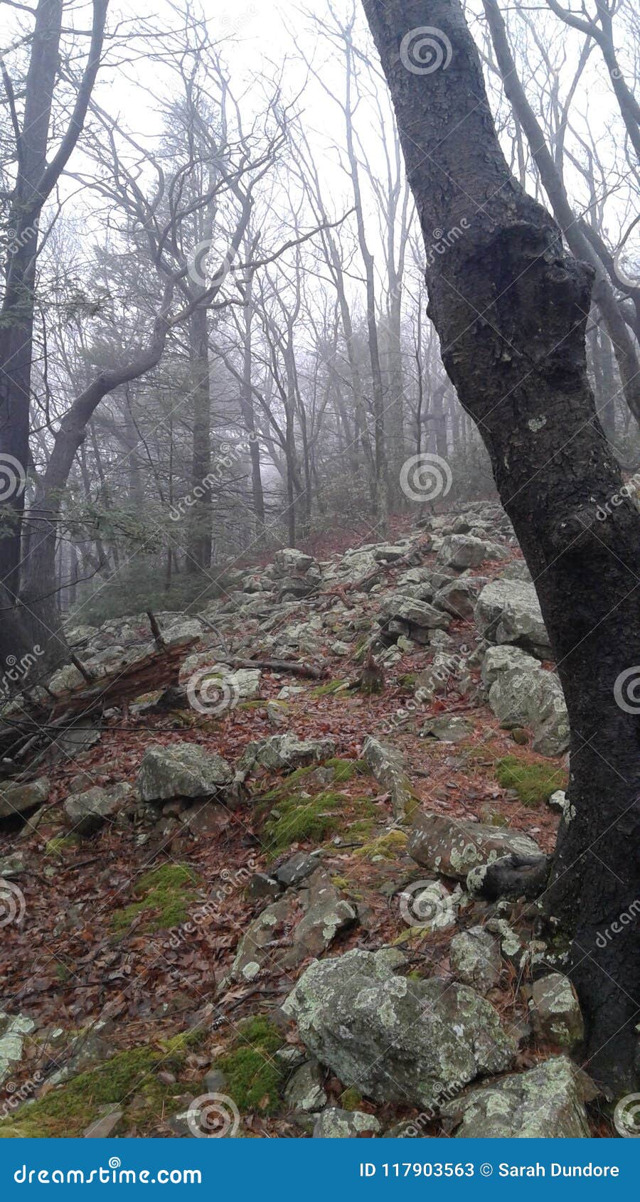 Eery Forest stock image. Image of forest, mountain, eery - 117903563