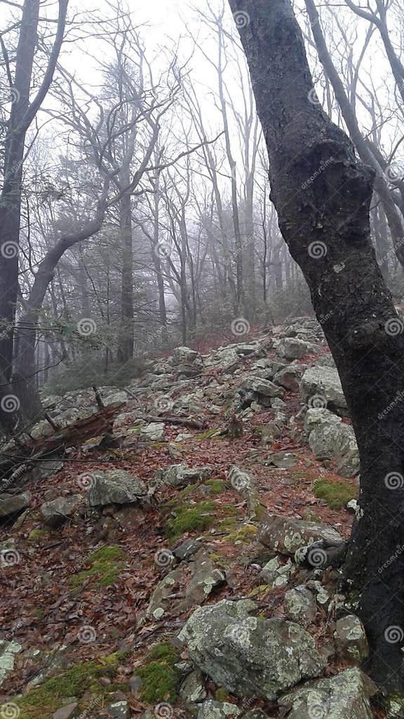 Eery Forest stock image. Image of forest, mountain, eery - 117903563
