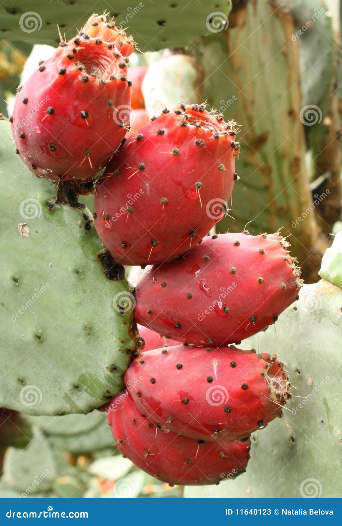 Eetbaar fruit van cactus stock afbeelding. Image of vochtigheid - 11640123
