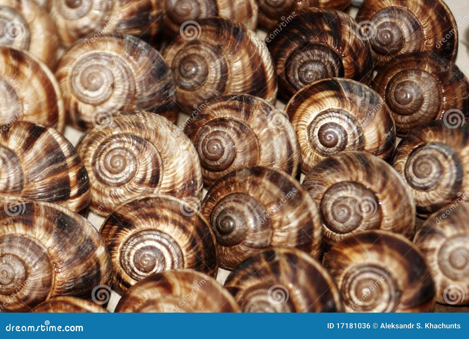 Eetbare slakken stock foto. Image of geneeskrachtig, shell - 17181036
