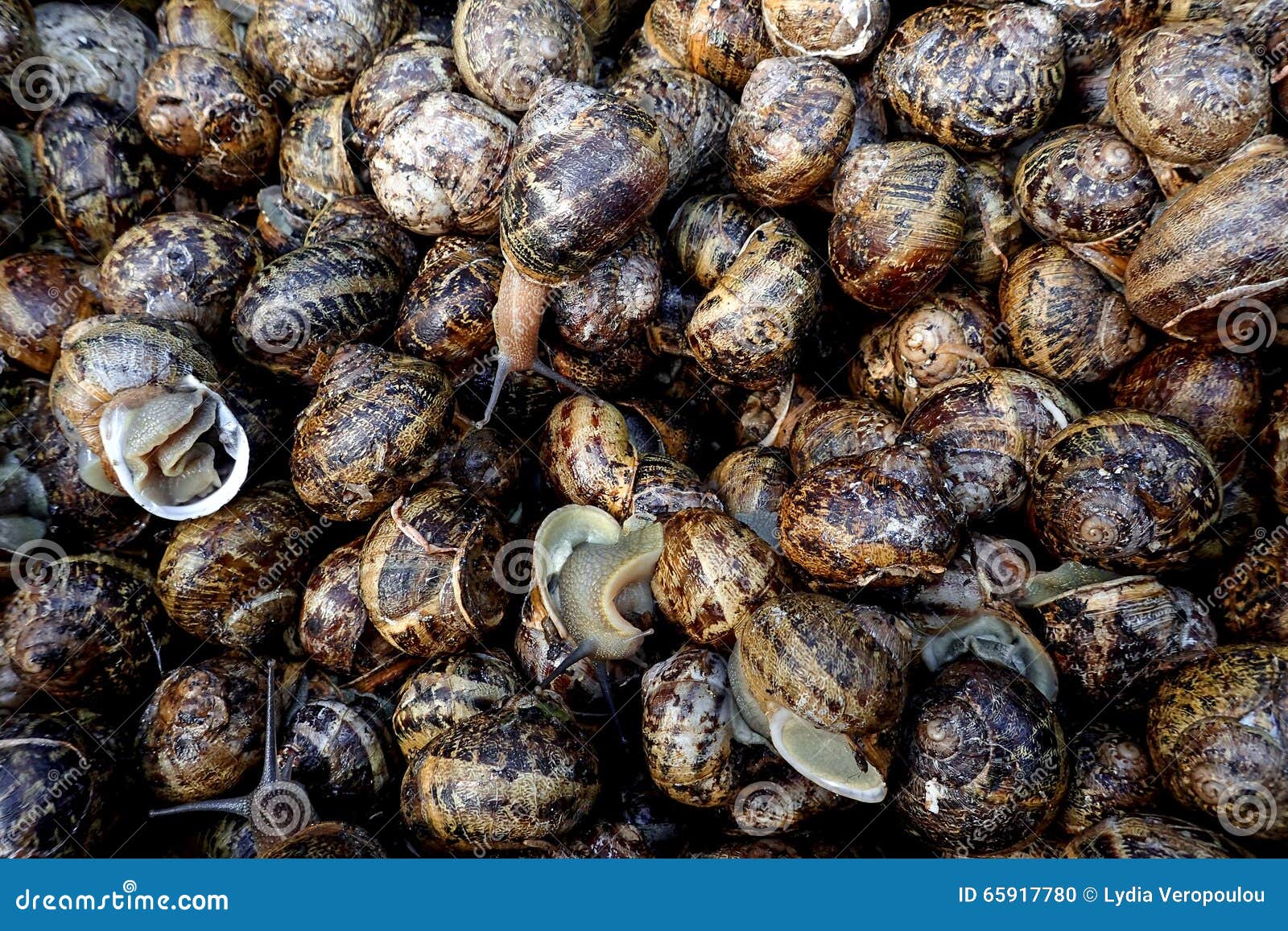 Eetbare slakken stock foto. Image of vlees, buikpotige - 65917780