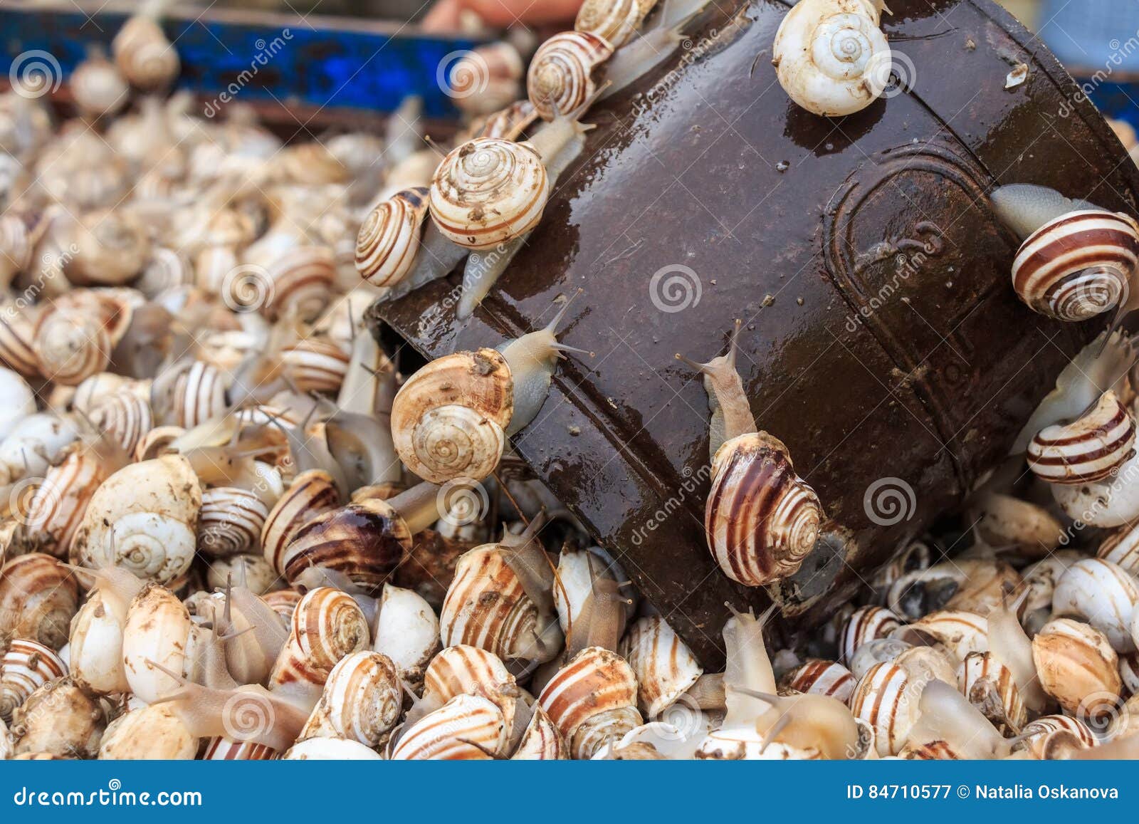 Eetbare slakken op markt stock afbeelding. Image of keuken - 84710577