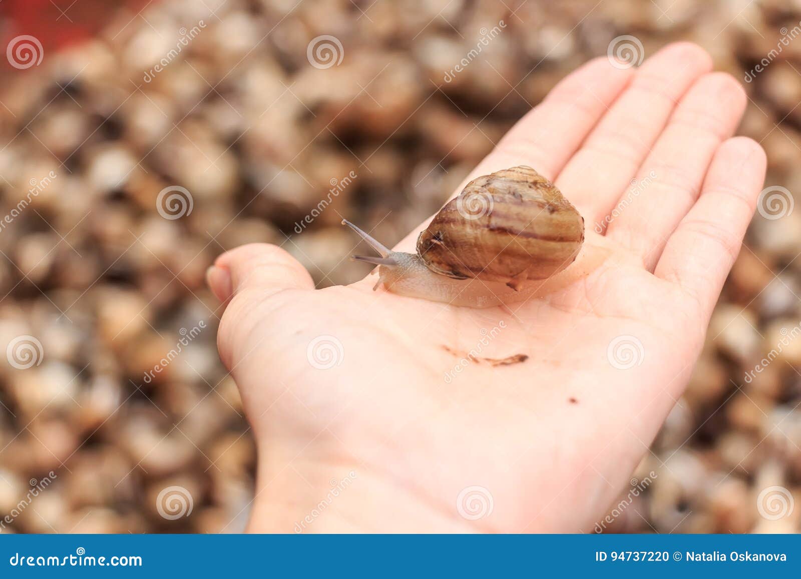 Eetbare slakken op markt stock foto. Image of afrika - 94737220