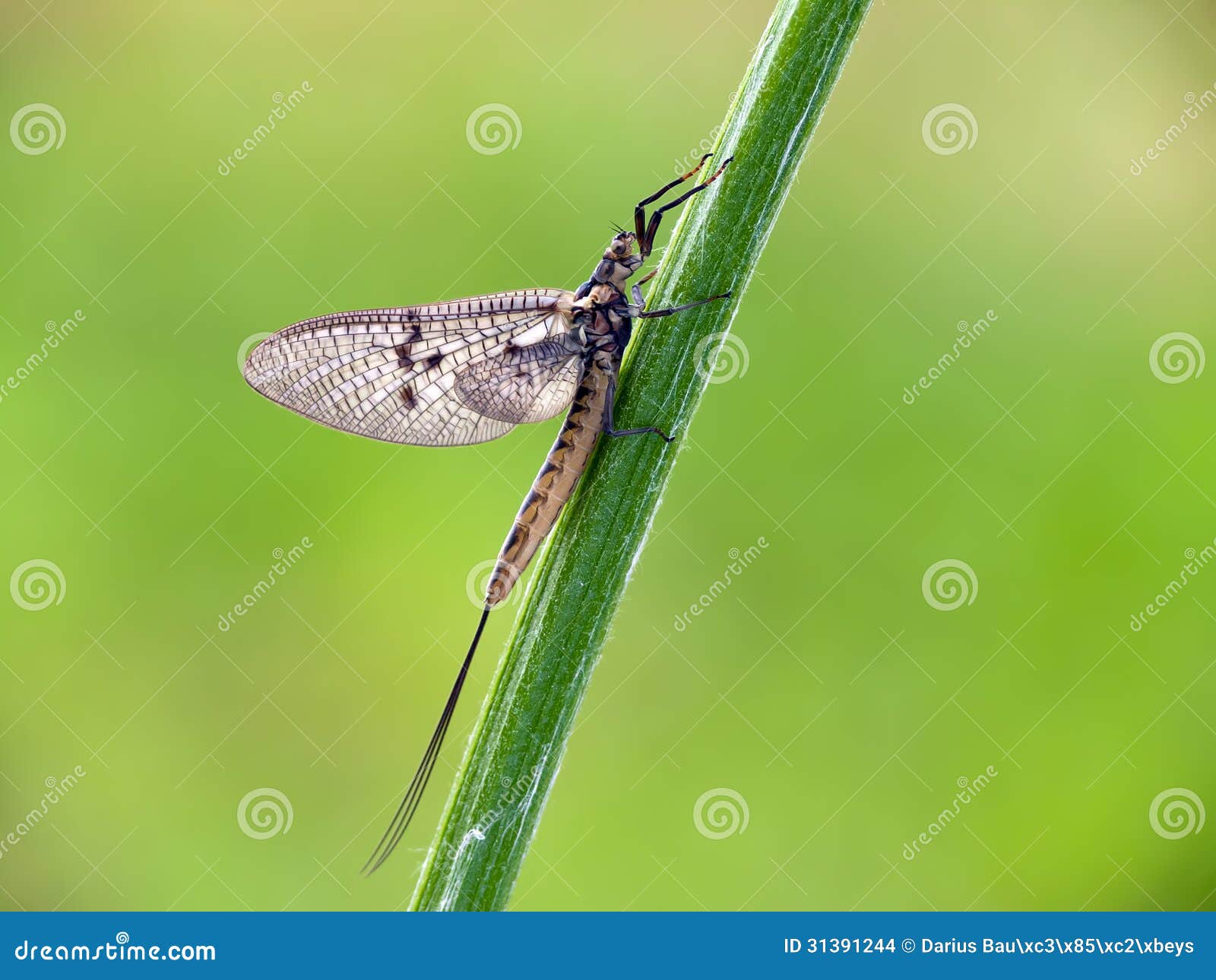 Efímera foto de archivo. Imagen de parque, alas, mosca - 31391244