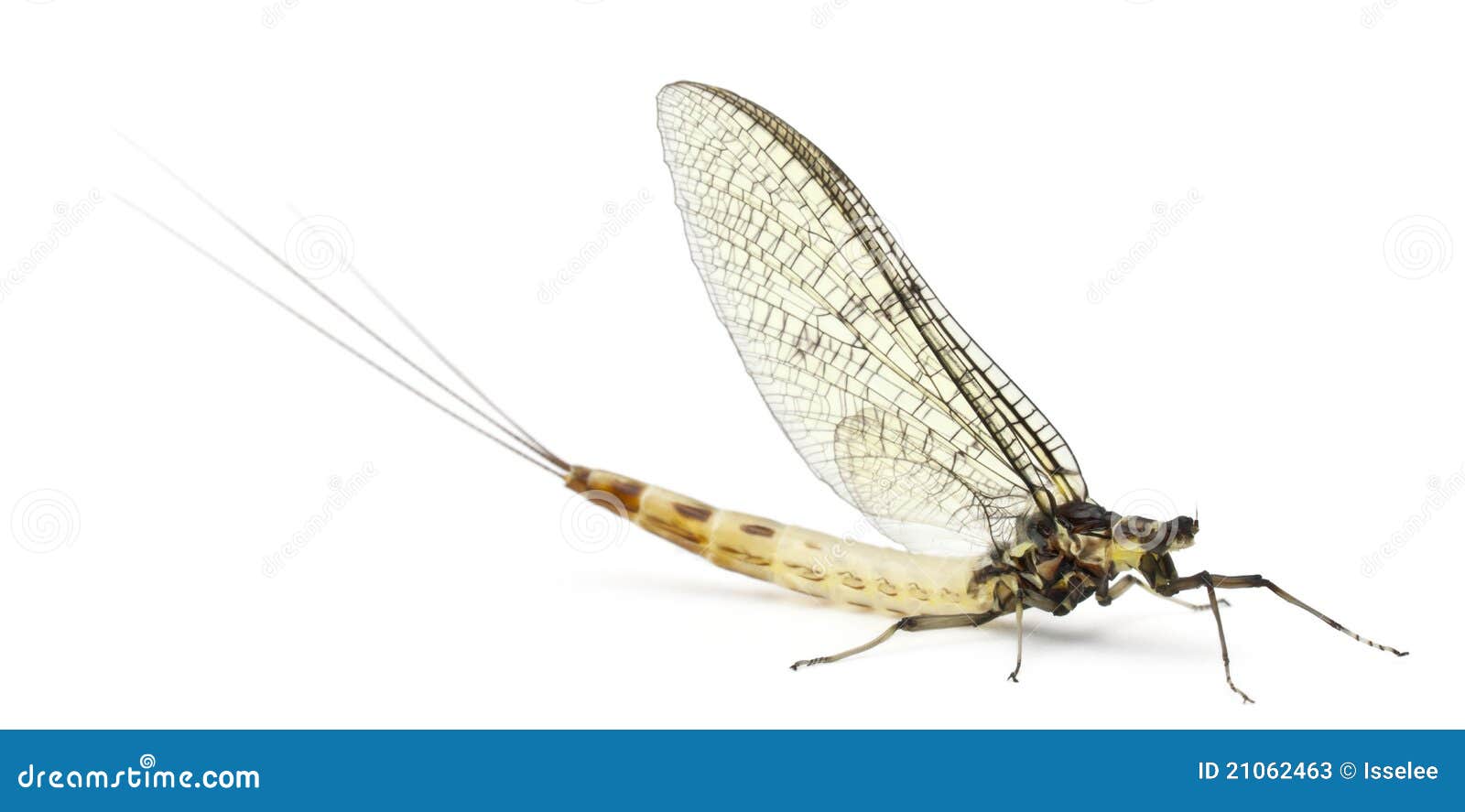 Efímera, Danica De Las Ephemeras Imagen de archivo - Imagen de alas ...