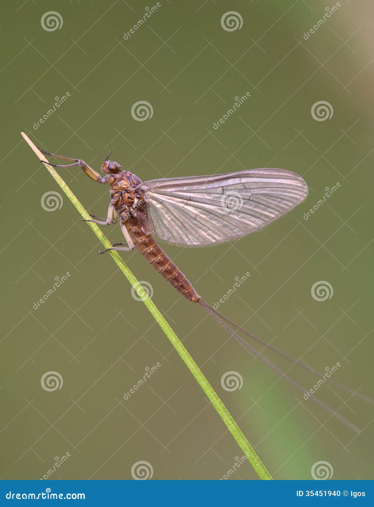 Efímeras. foto de archivo. Imagen de primer, insecto - 35451940