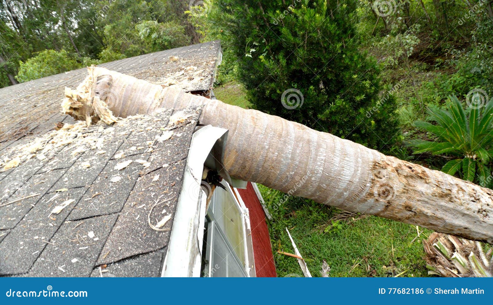Damaged Eave Closure On The Clay Tile Roof Creates Openings To Birds ...