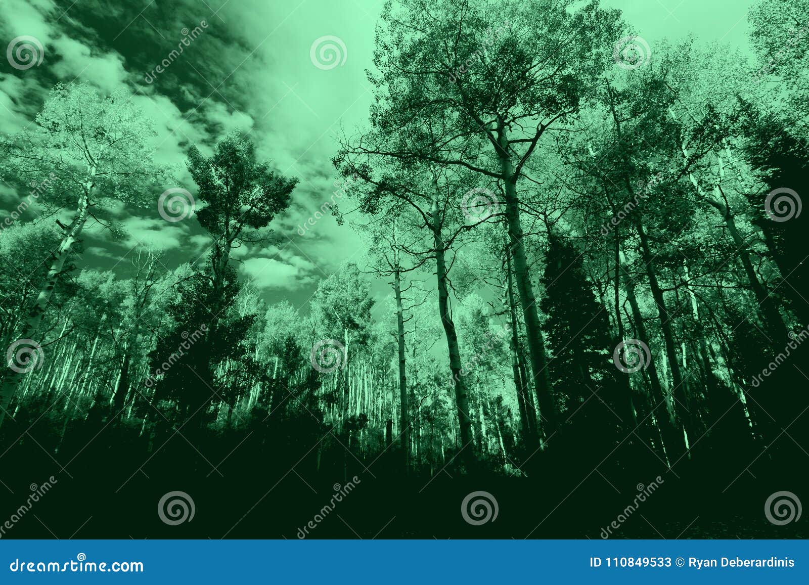 Efecto Del Color Verde Sobre Paisaje Del Bosque Imagen de archivo ...