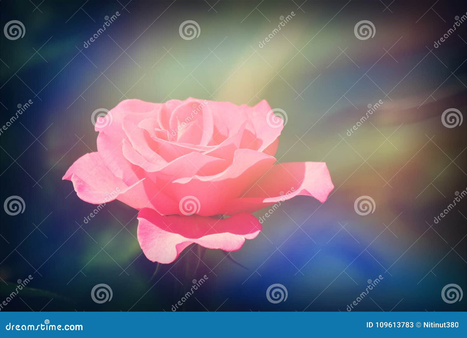 Efecto Retro Sobre La Flor De La Rosa Del Rosa Imagen de archivo ...