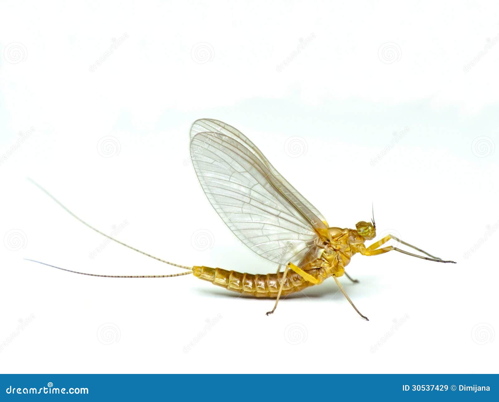 Efemera immagine stock. Immagine di mosca, particolare - 30537429