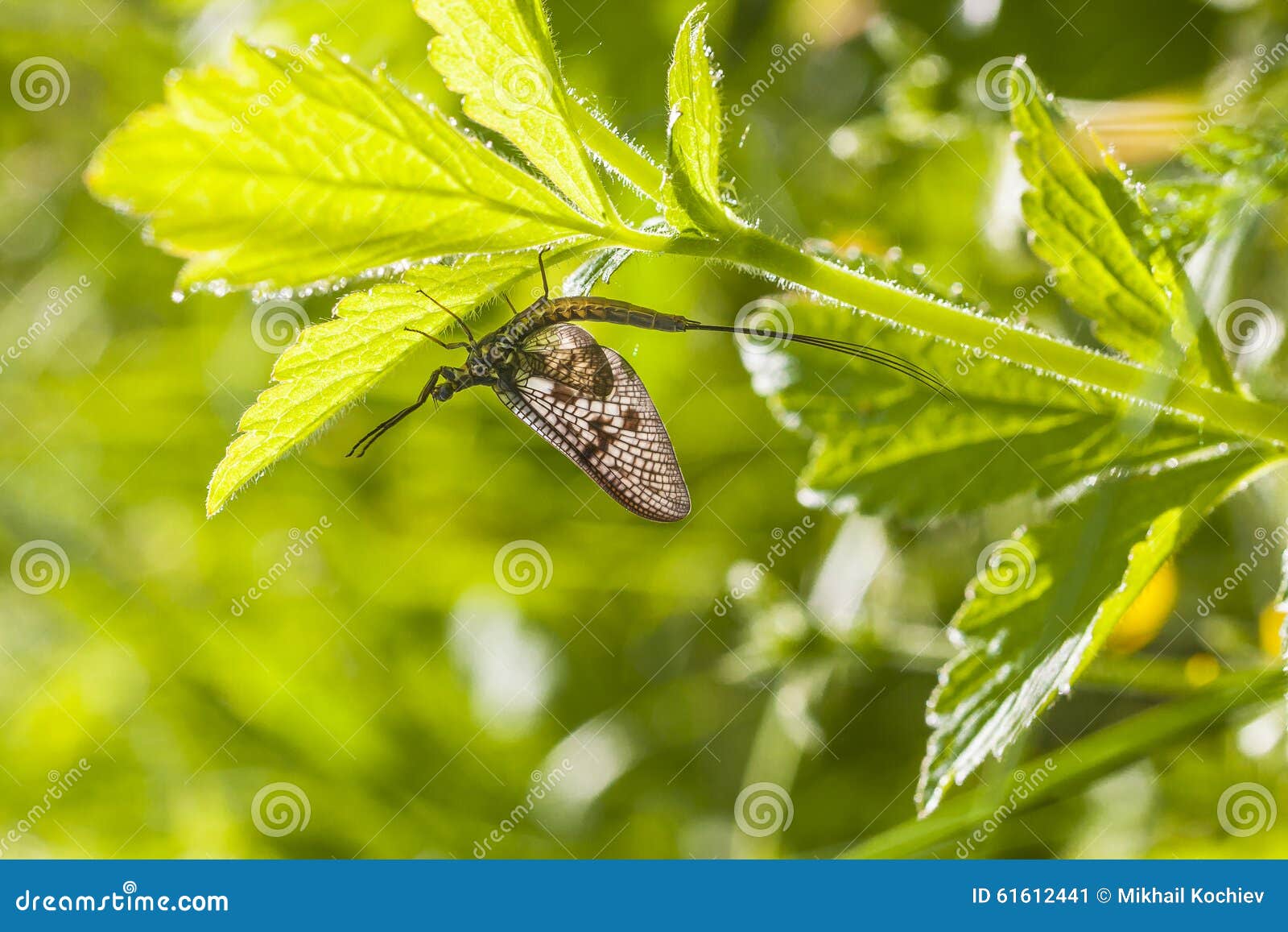 Efemera (vulgata Di Cose Effimere) Immagine Stock - Immagine di piante ...