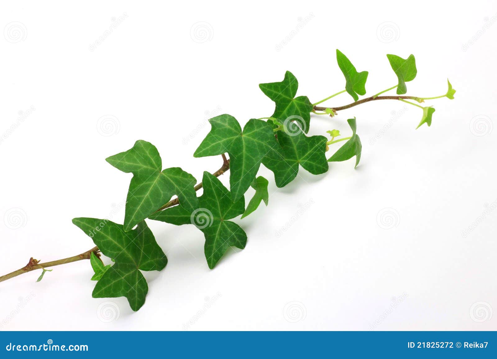 Efeu stockfoto. Bild von grün, hintergrund, zimmerpflanze - 21825272