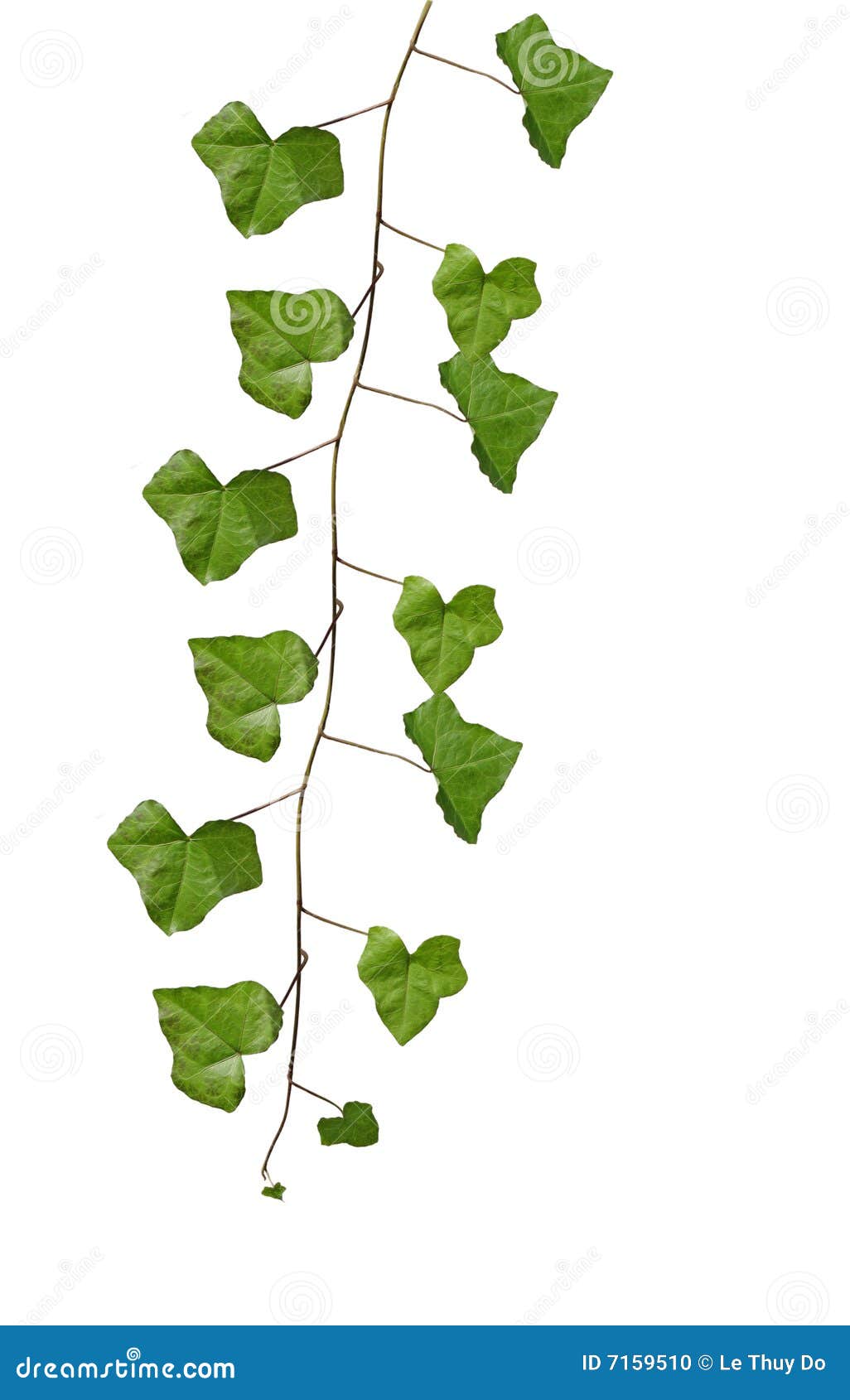 Efeu stockfoto. Bild von traube, betrieb, gärtnern, hintergrund - 7159510