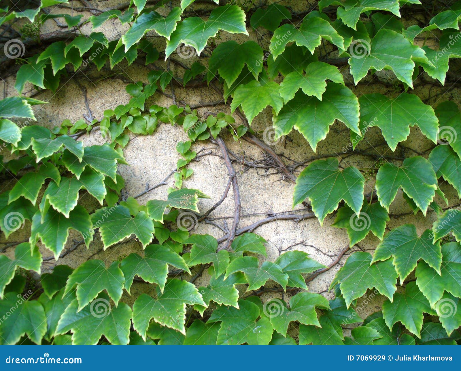 Efeu auf der alten Wand stockbild. Bild von verwittert - 7069929
