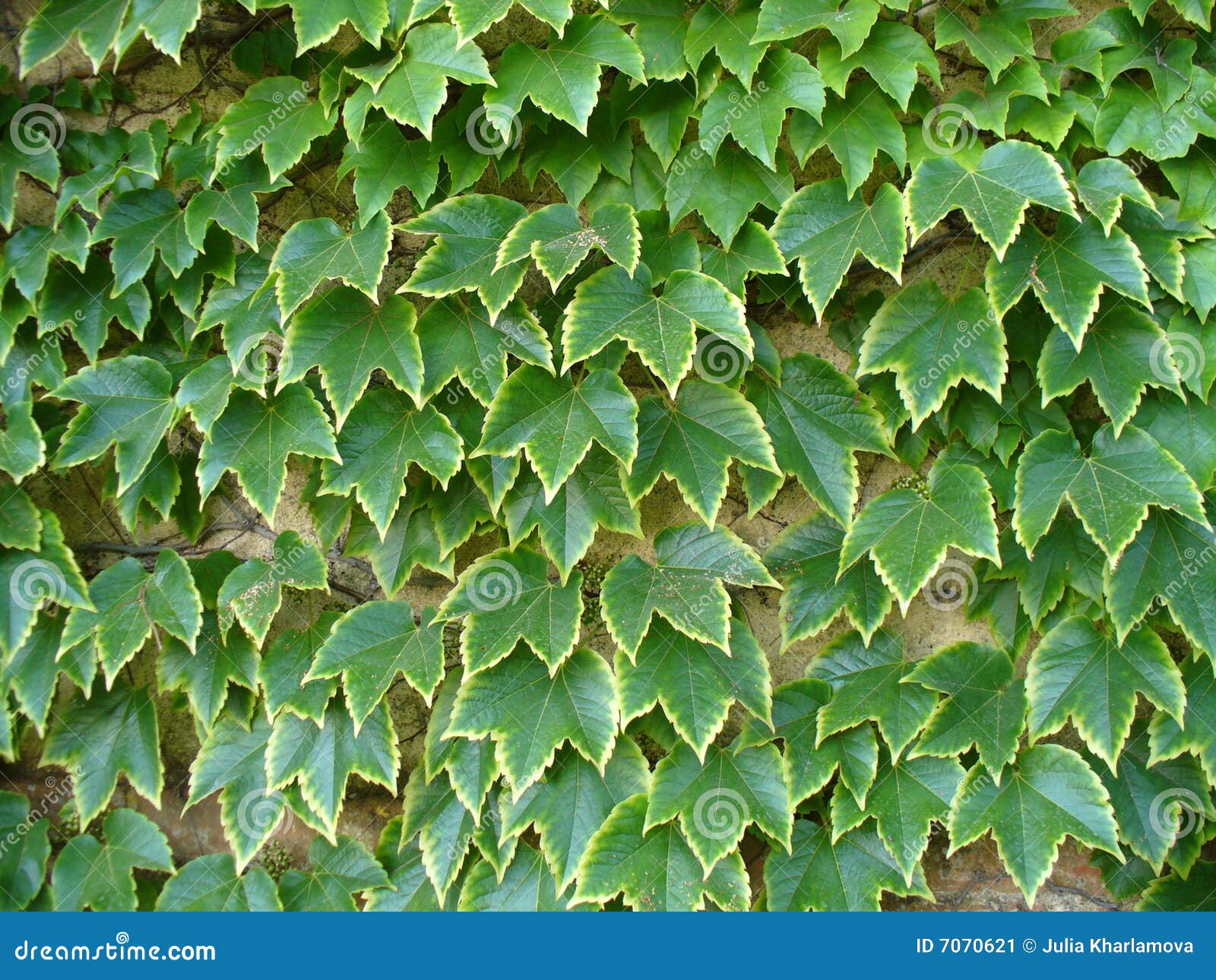 Efeu auf der alten Wand stockbild. Bild von grün, architektur - 7070621